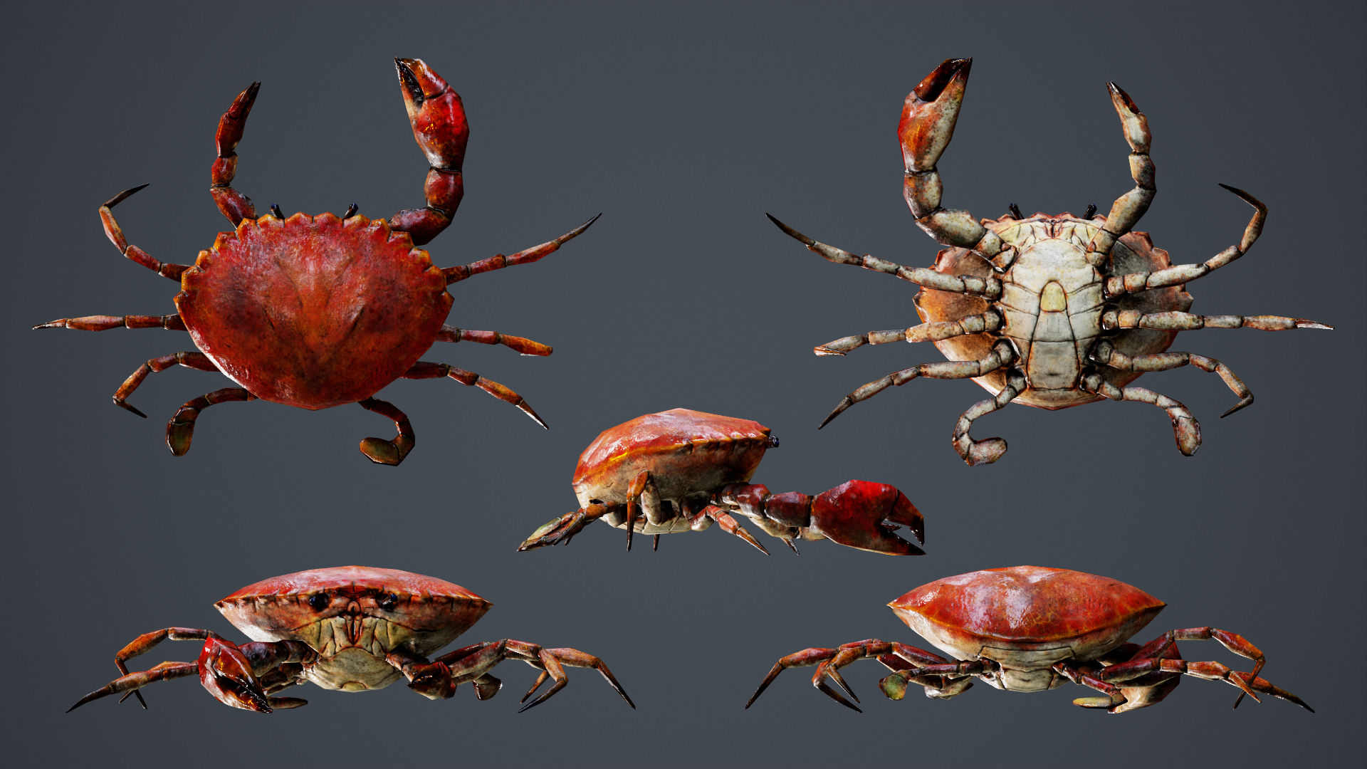 3D Crab - PBR Game Ready - TurboSquid 1892484