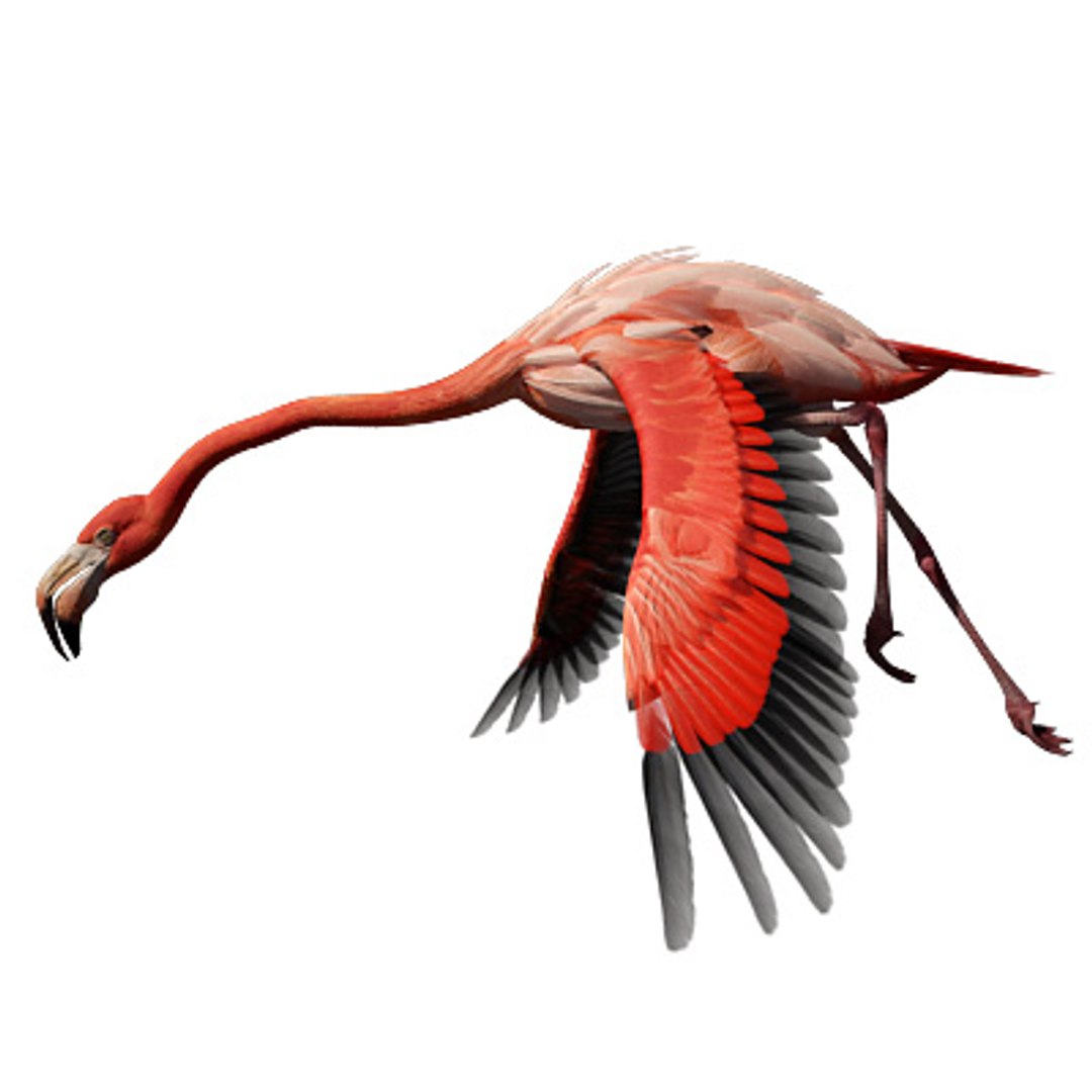 Flamingo Skinned Rigged 3d Model