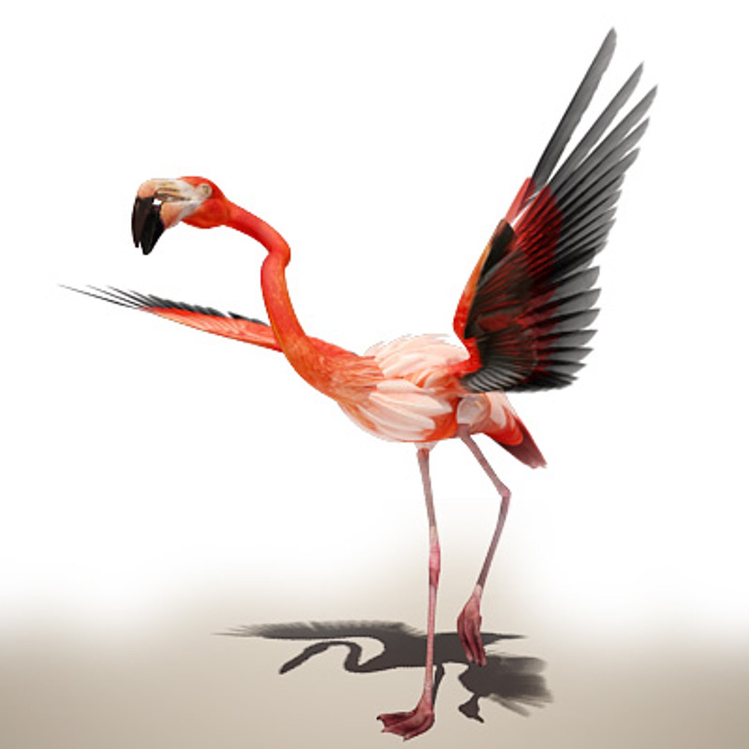 Flamingo Skinned Rigged 3d Model