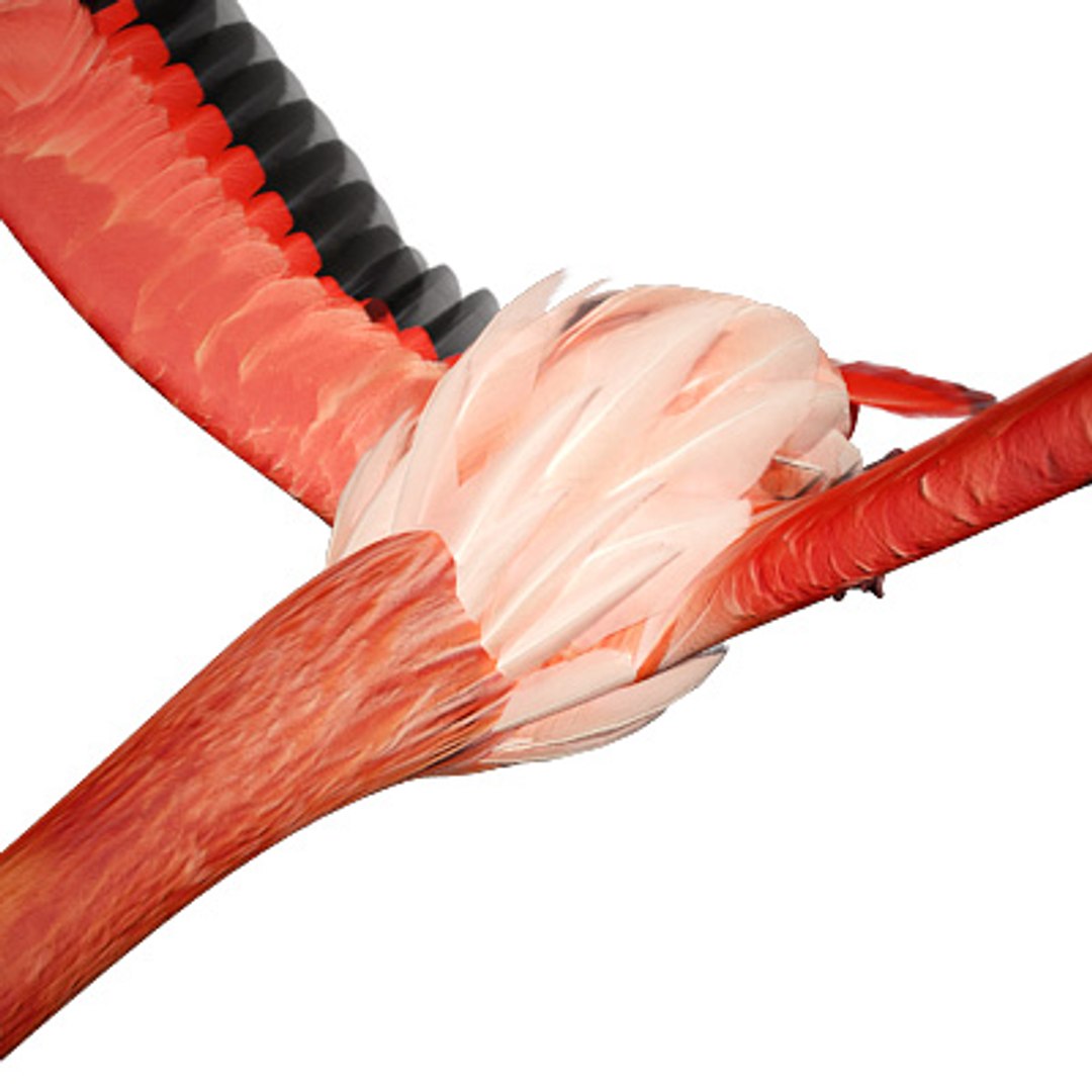 Flamingo Skinned Rigged 3d Model