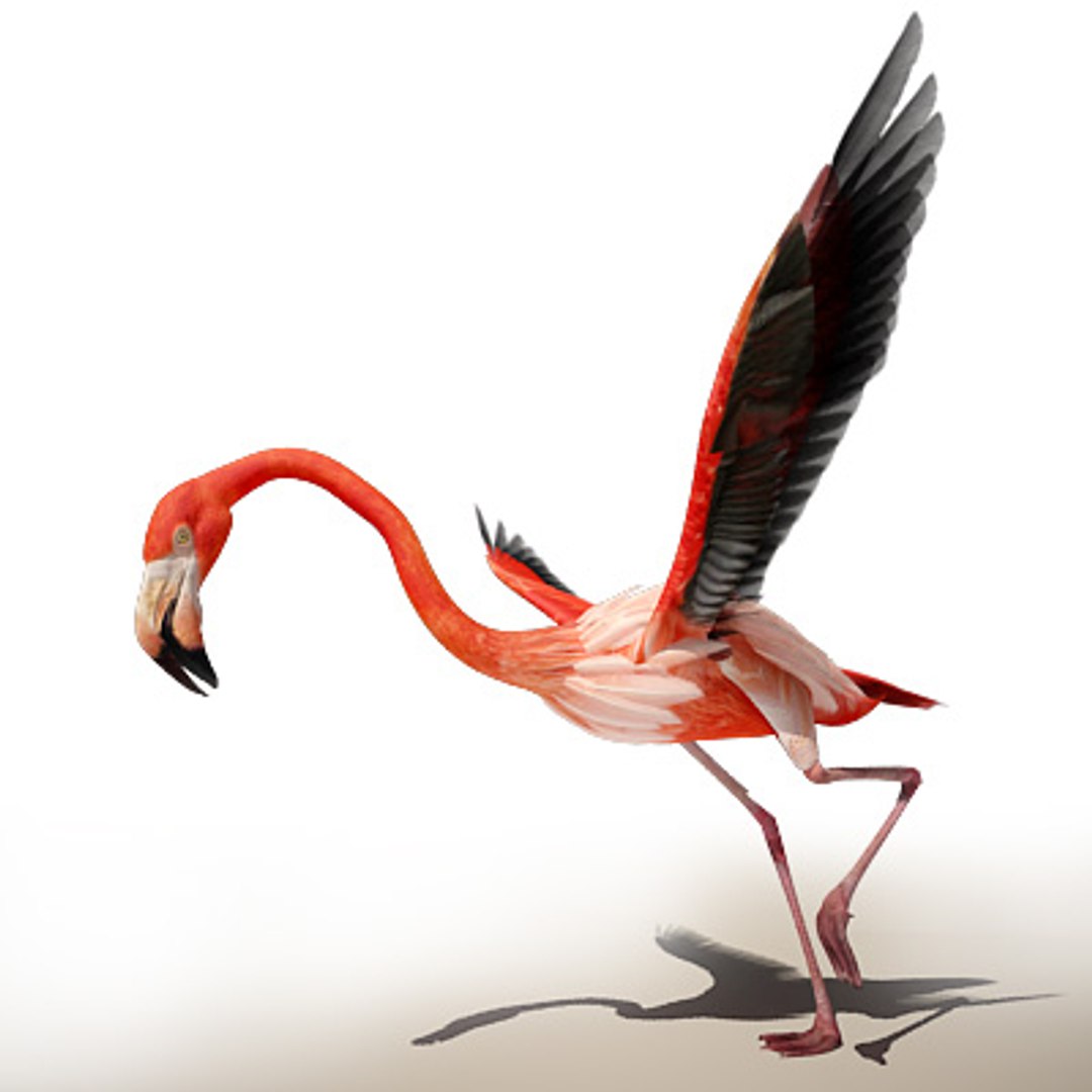 Flamingo Skinned Rigged 3d Model