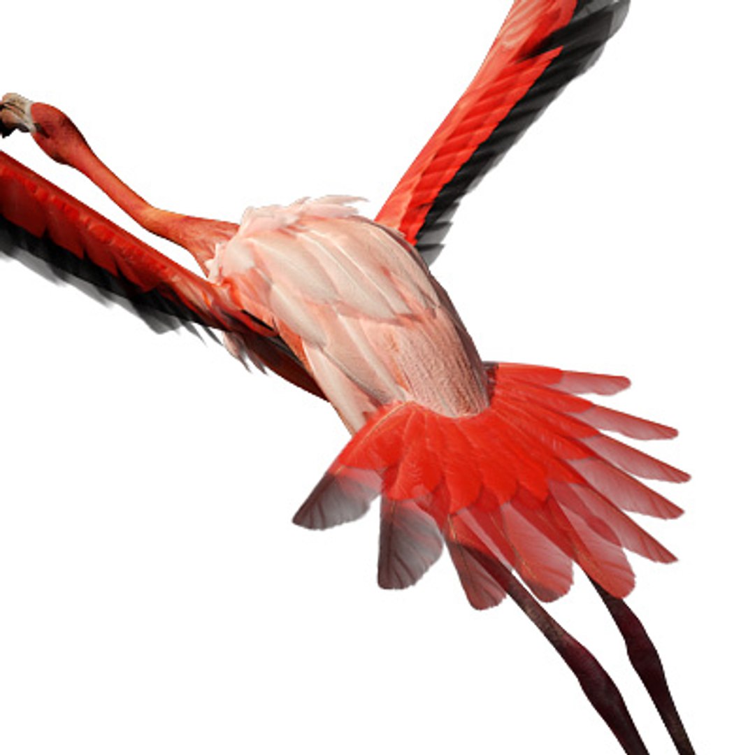 Flamingo Skinned Rigged 3d Model