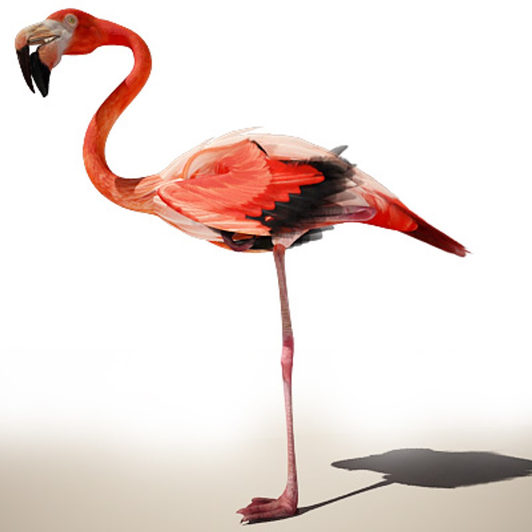 Flamingo Skinned Rigged 3d Model