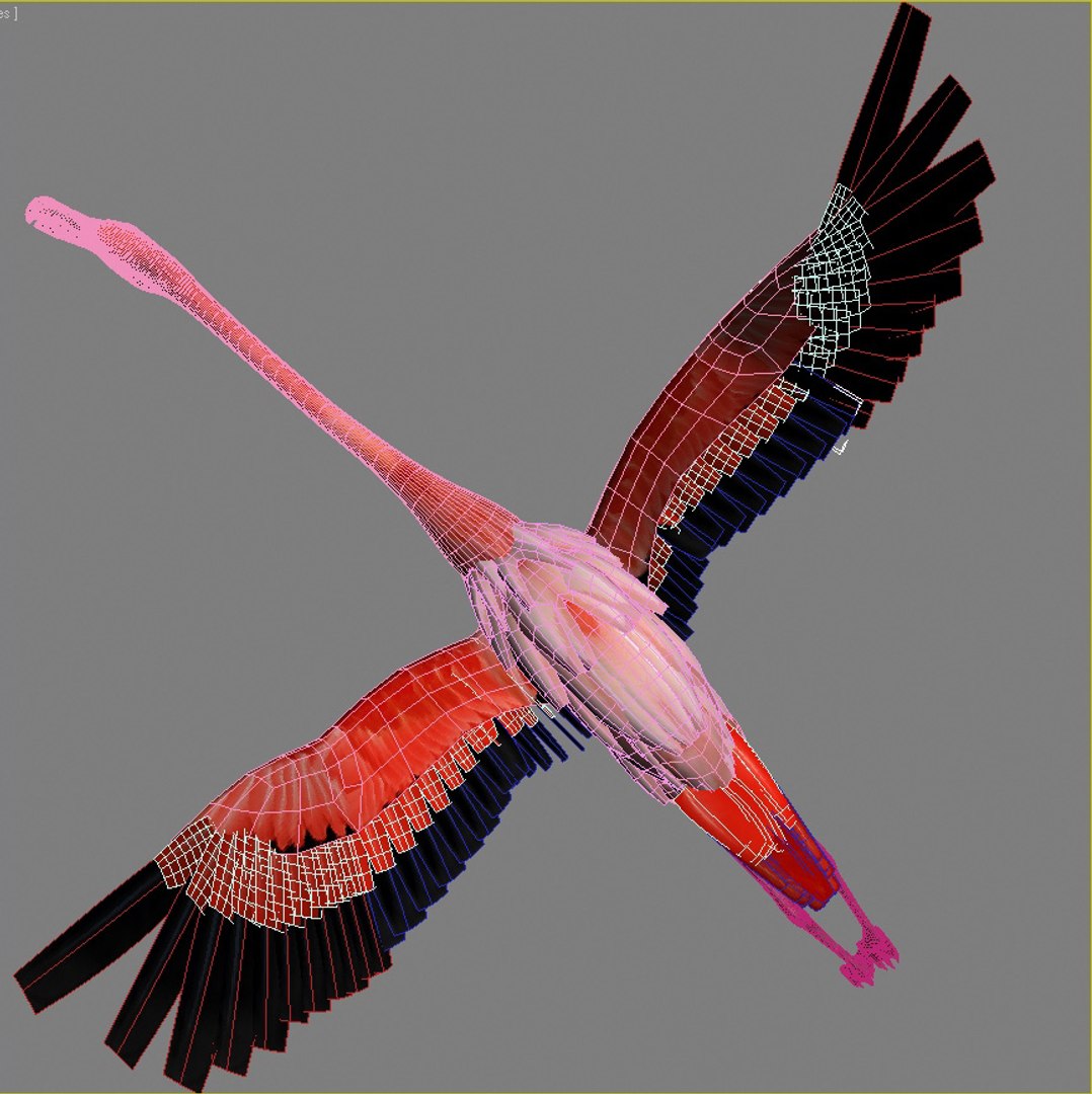 Flamingo Skinned Rigged 3d Model