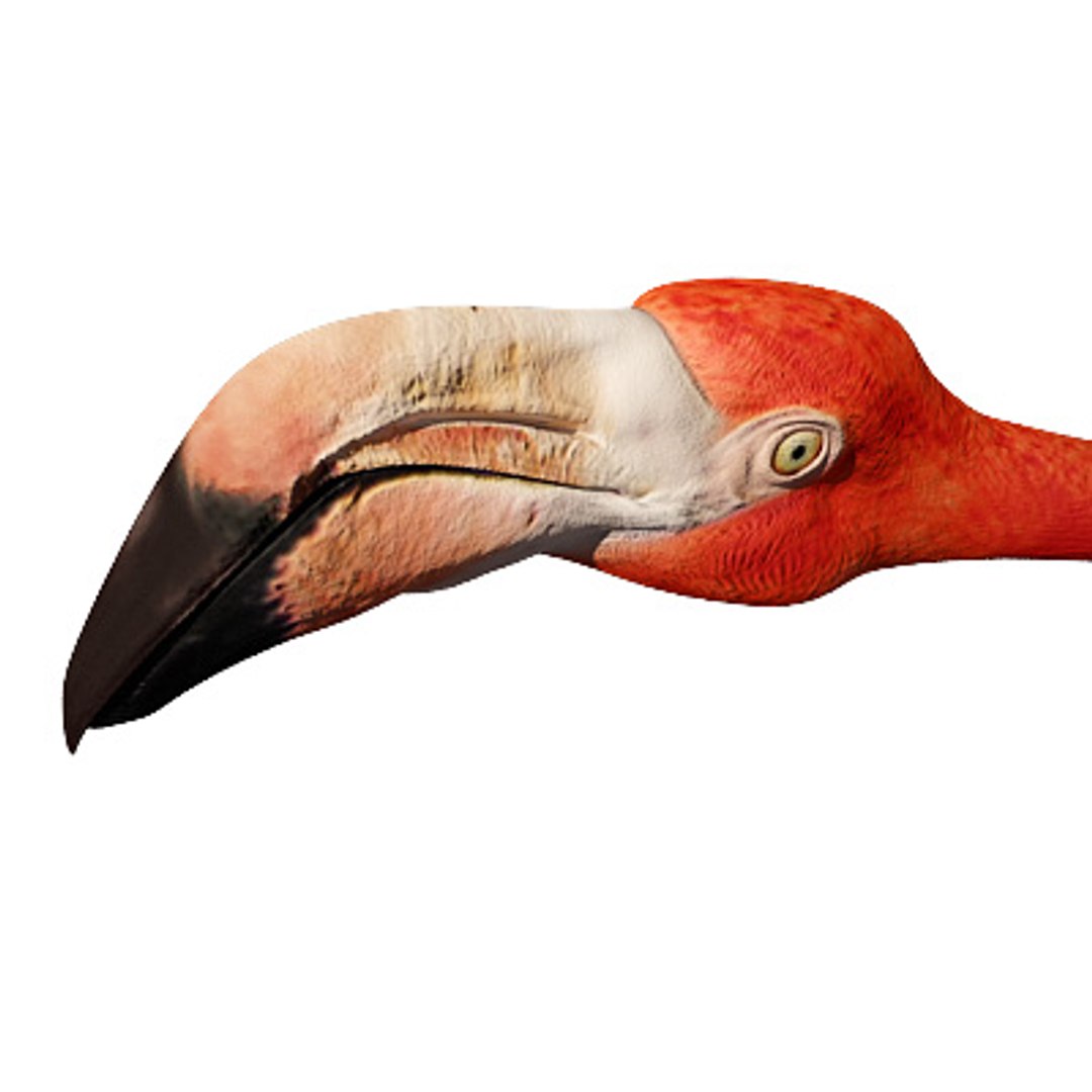 Flamingo Skinned Rigged 3d Model