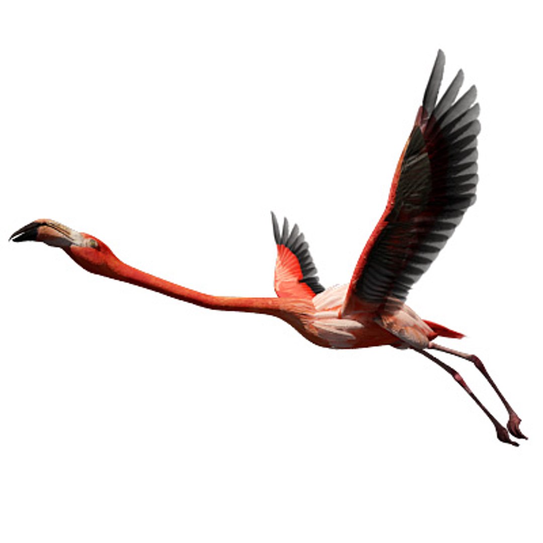 Flamingo Skinned Rigged 3d Model