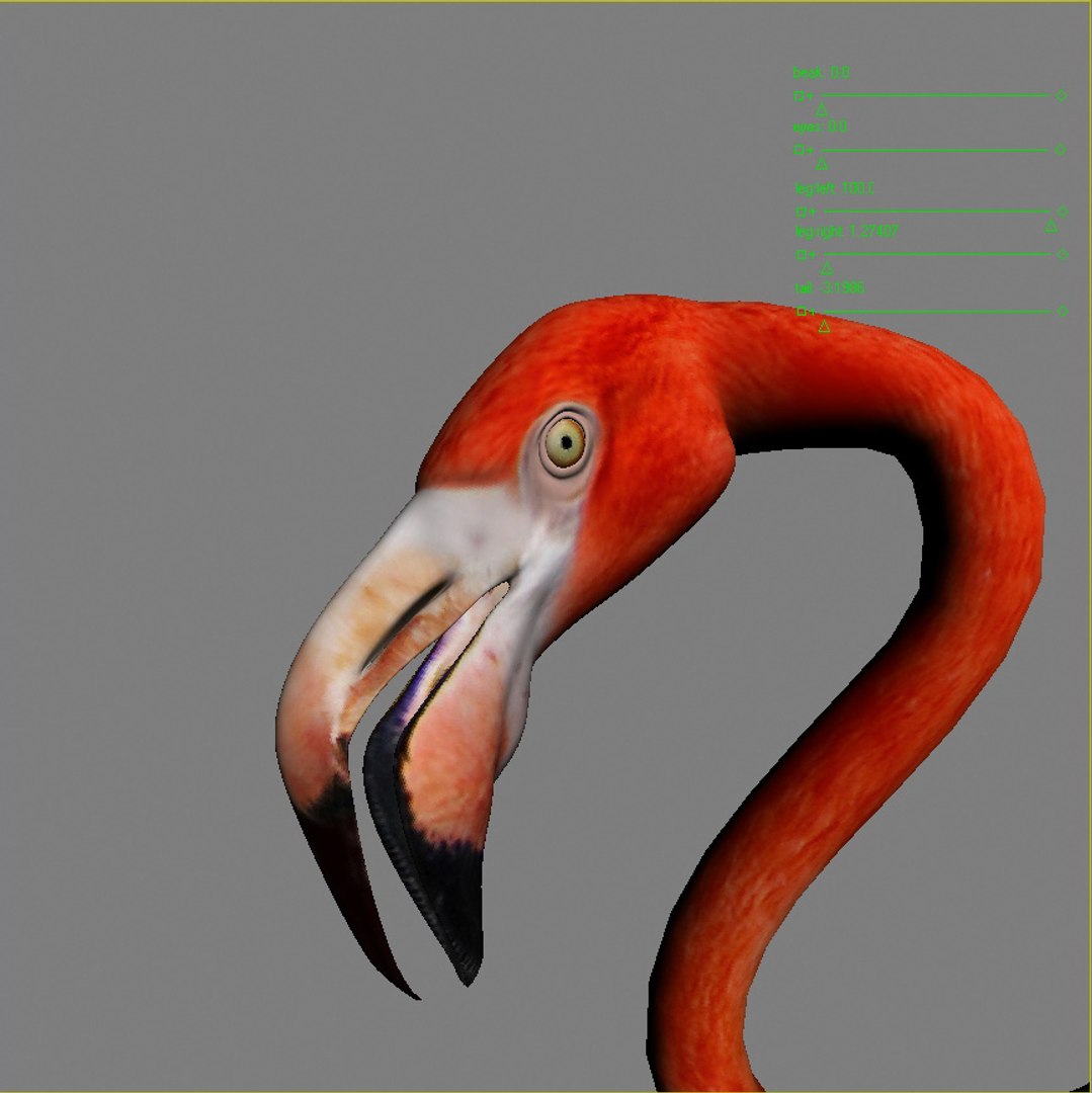 Flamingo Skinned Rigged 3d Model
