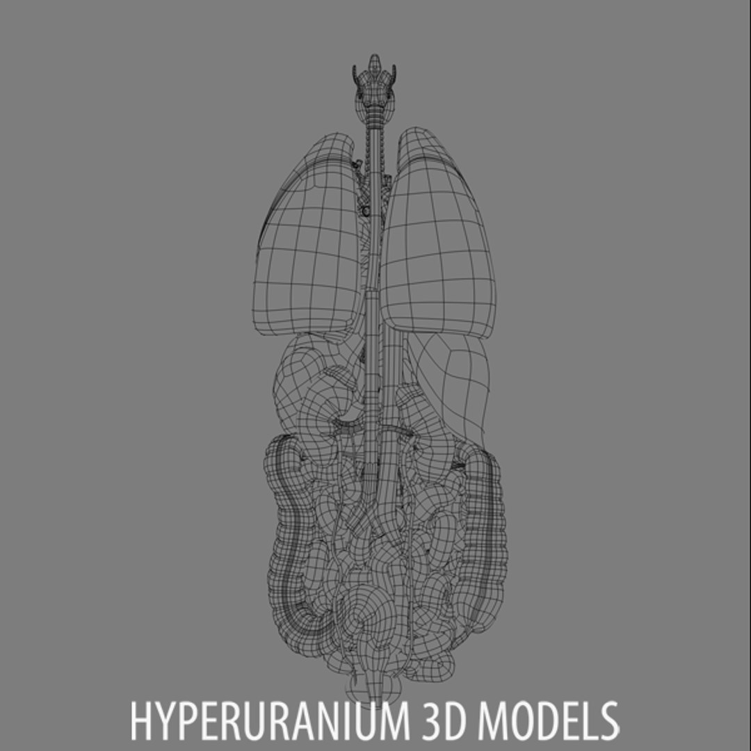 Internal Organs 3d Model