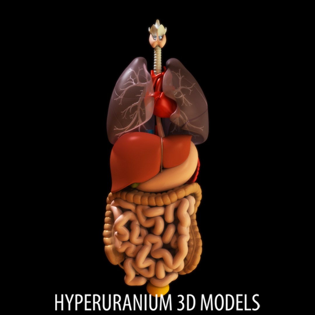 Internal Organs 3d Model