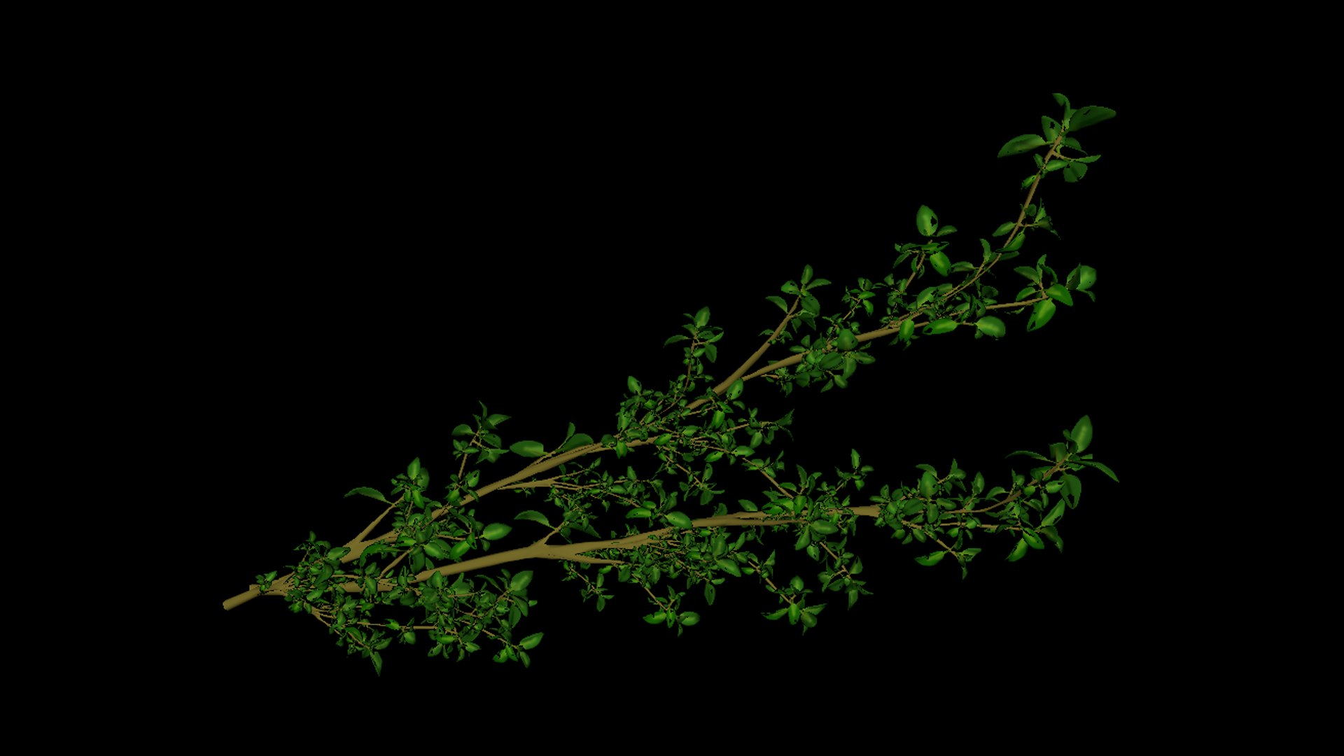 3D Thym Thyme Model - TurboSquid 1292752