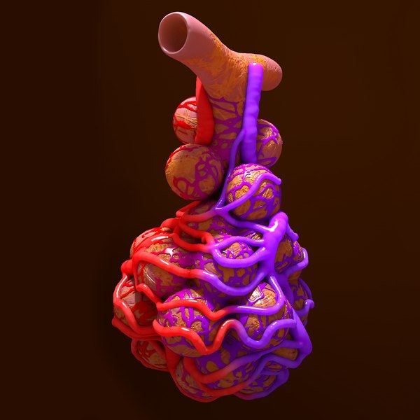 3D Alveoli Models | TurboSquid