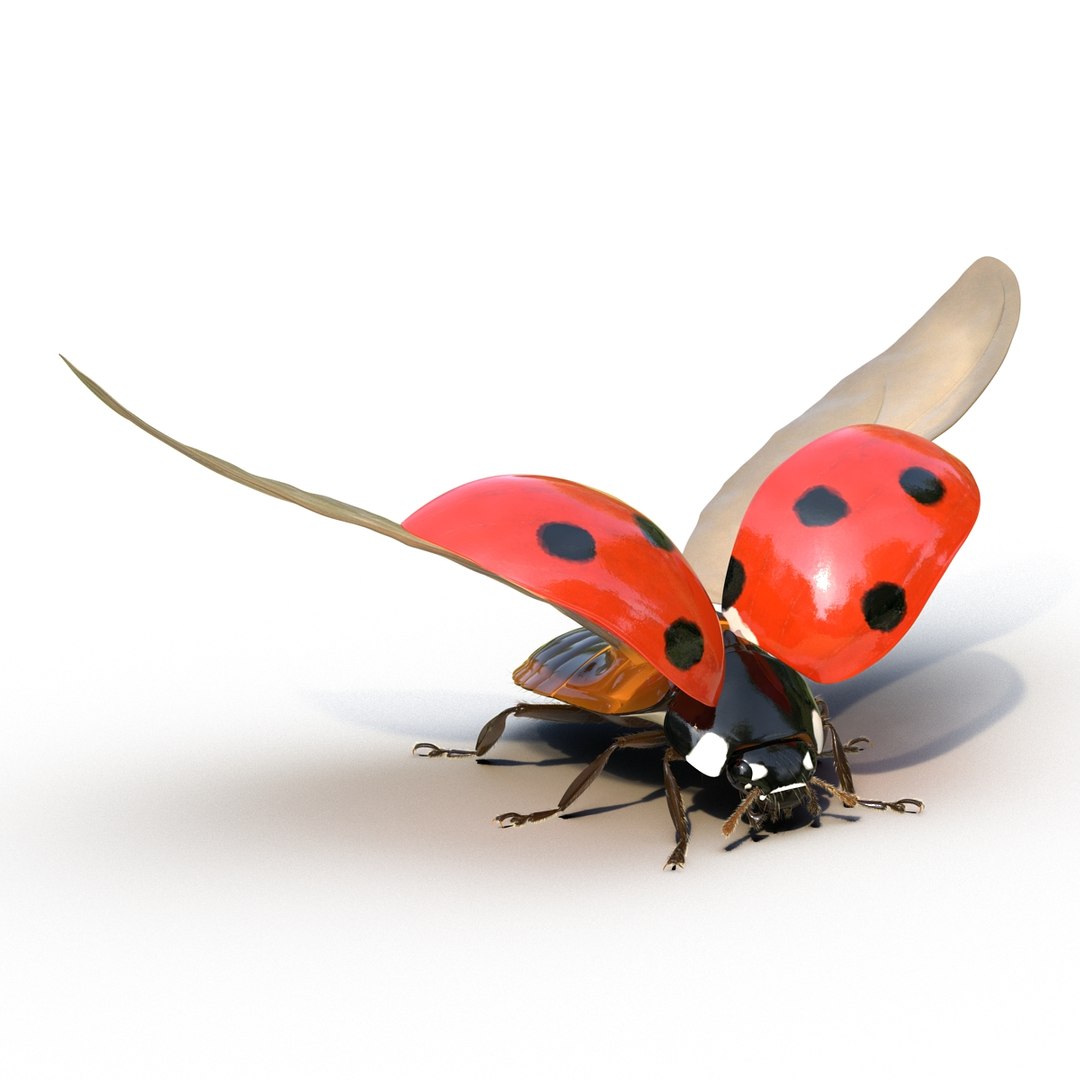 Ladybug Rigged Animate 3d Model