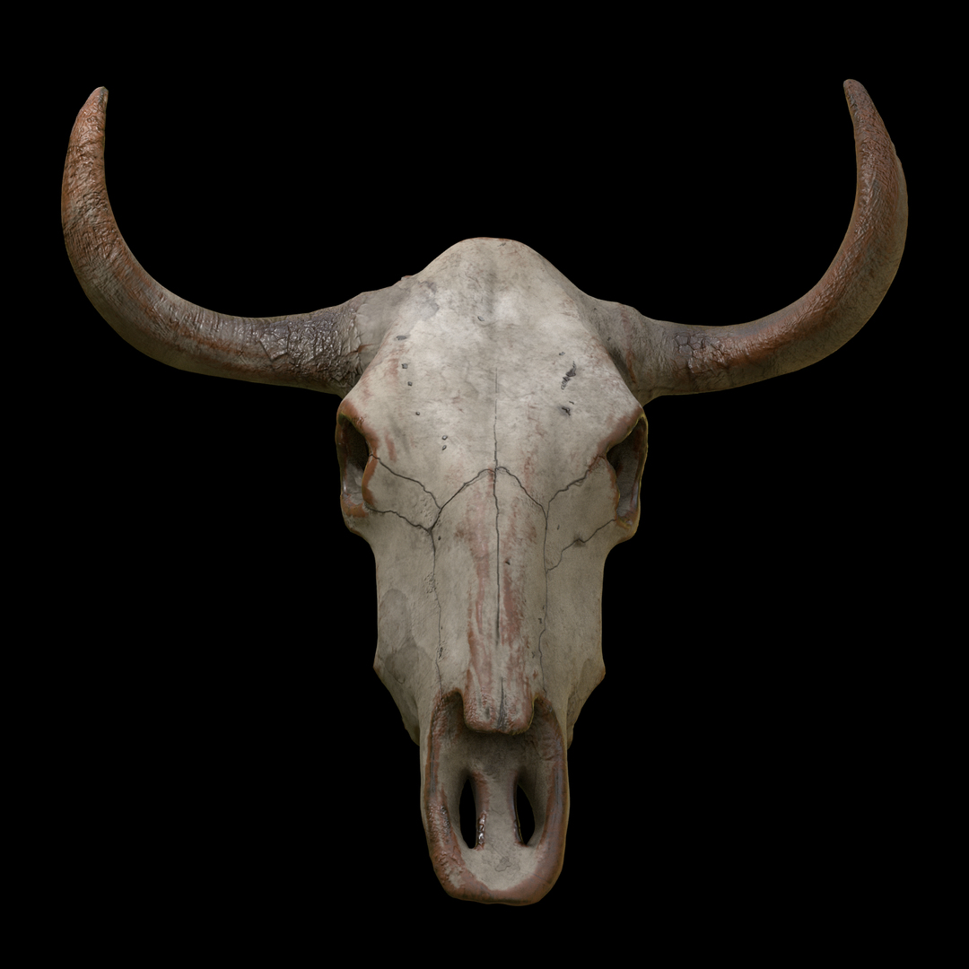 3D Bull Skull - TurboSquid 2279242
