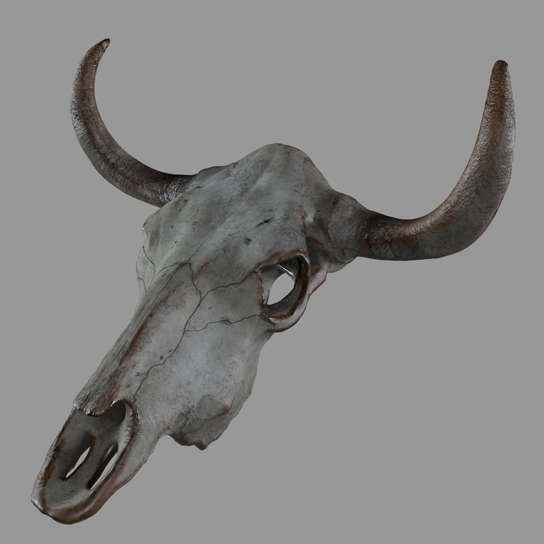 3D Bull Skull - TurboSquid 2279242