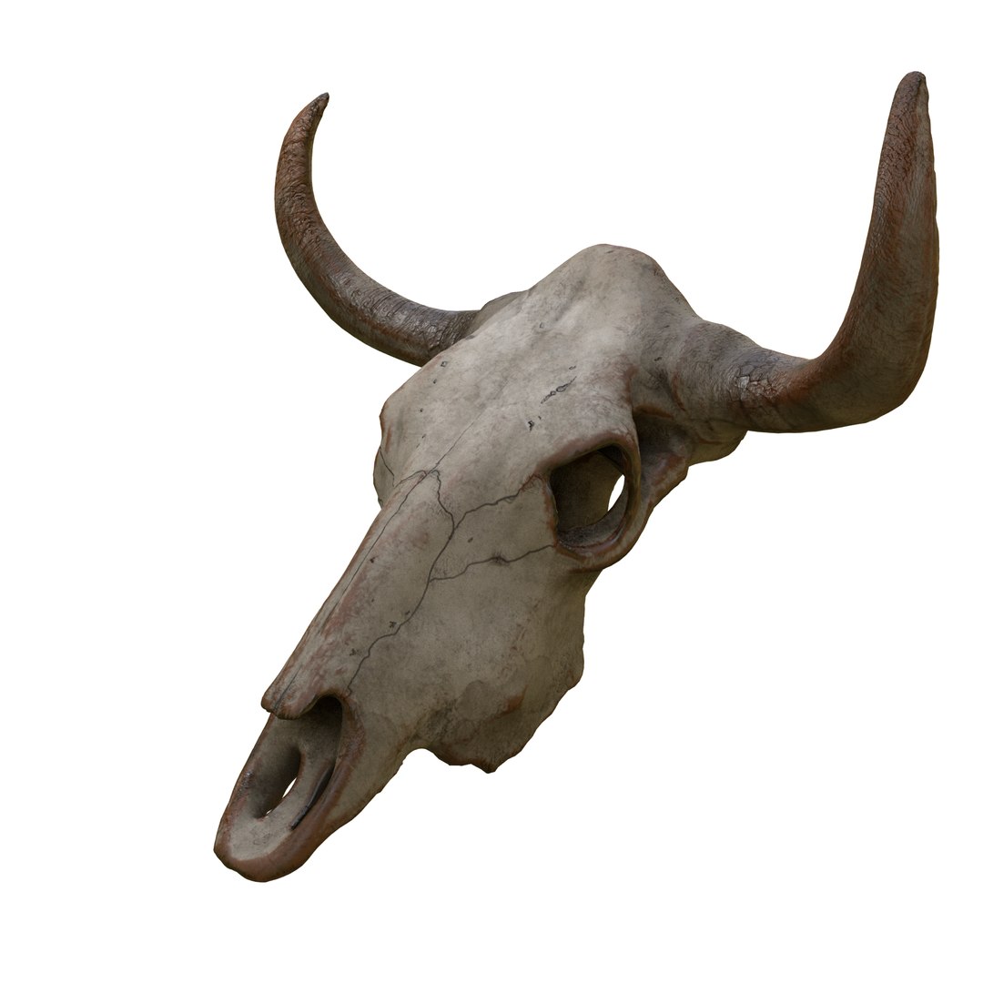 3D Bull Skull - TurboSquid 2279242