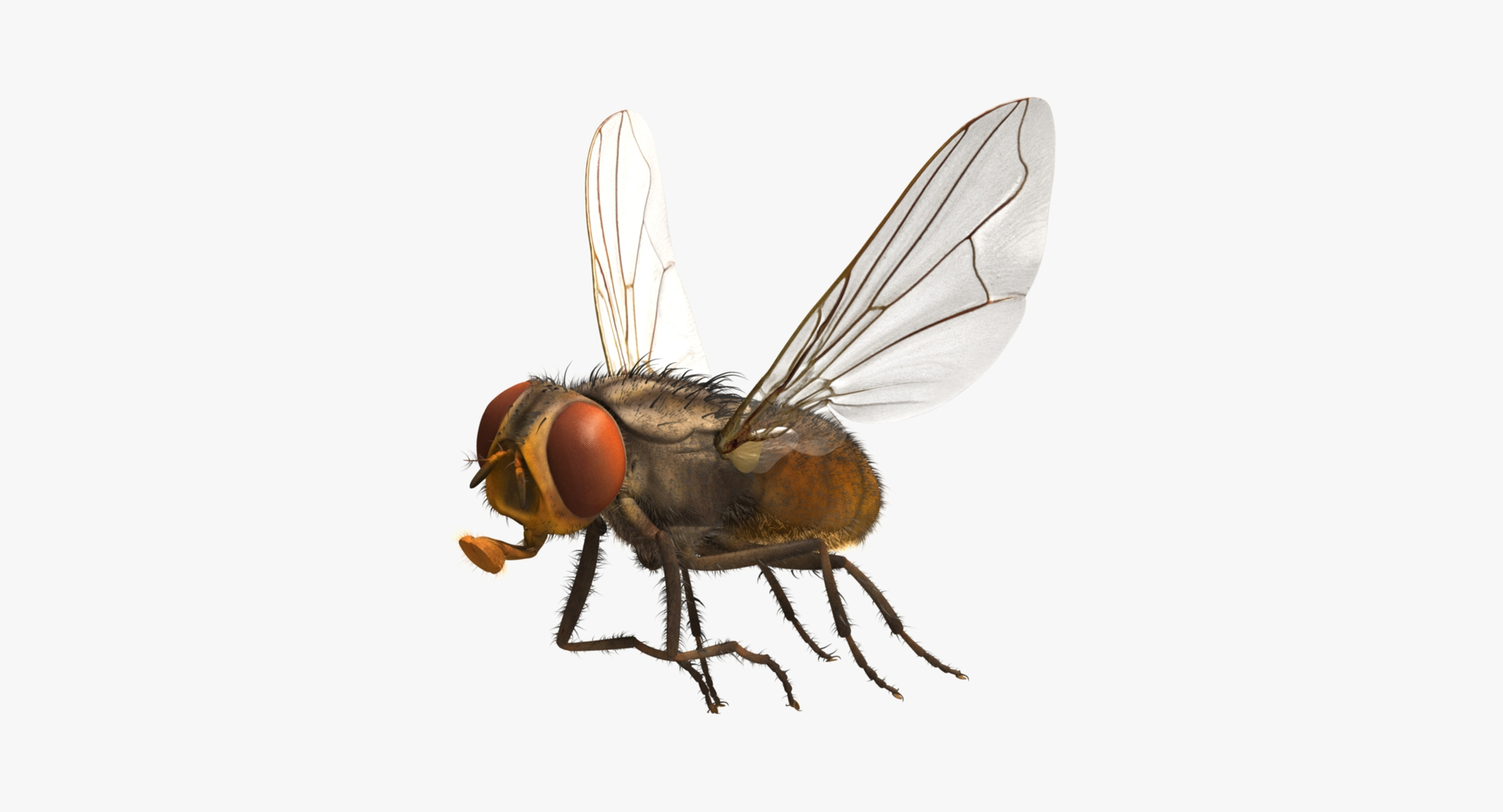 3d Musca Domestica House Fly