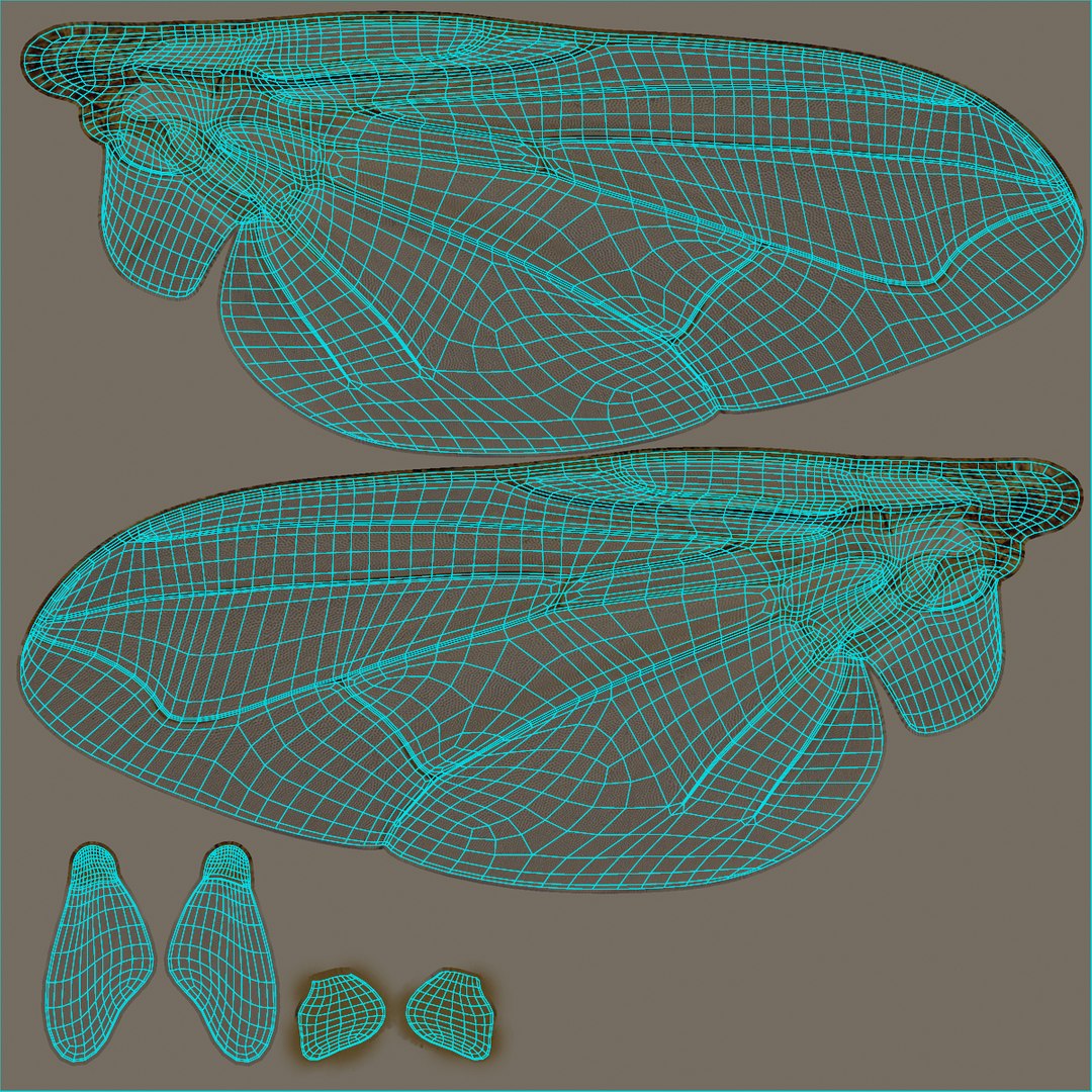 3d Musca Domestica House Fly