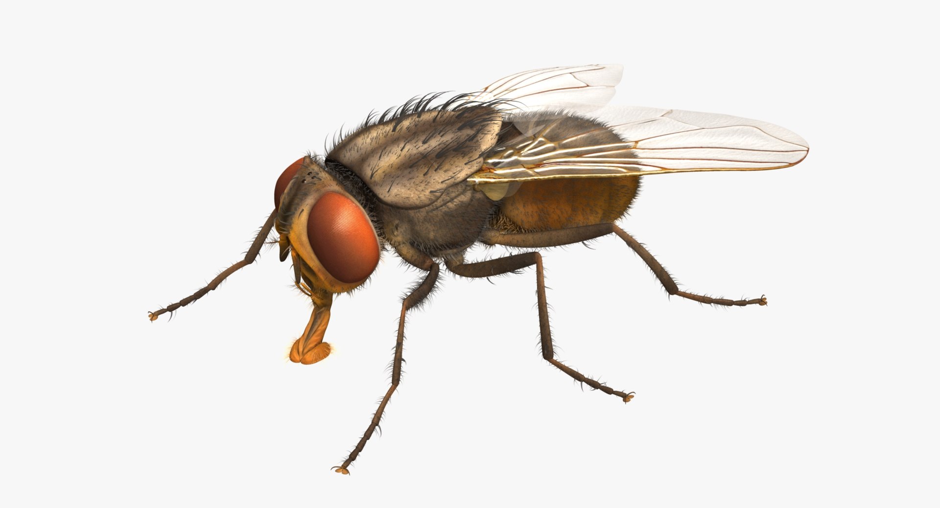 3d Musca Domestica House Fly