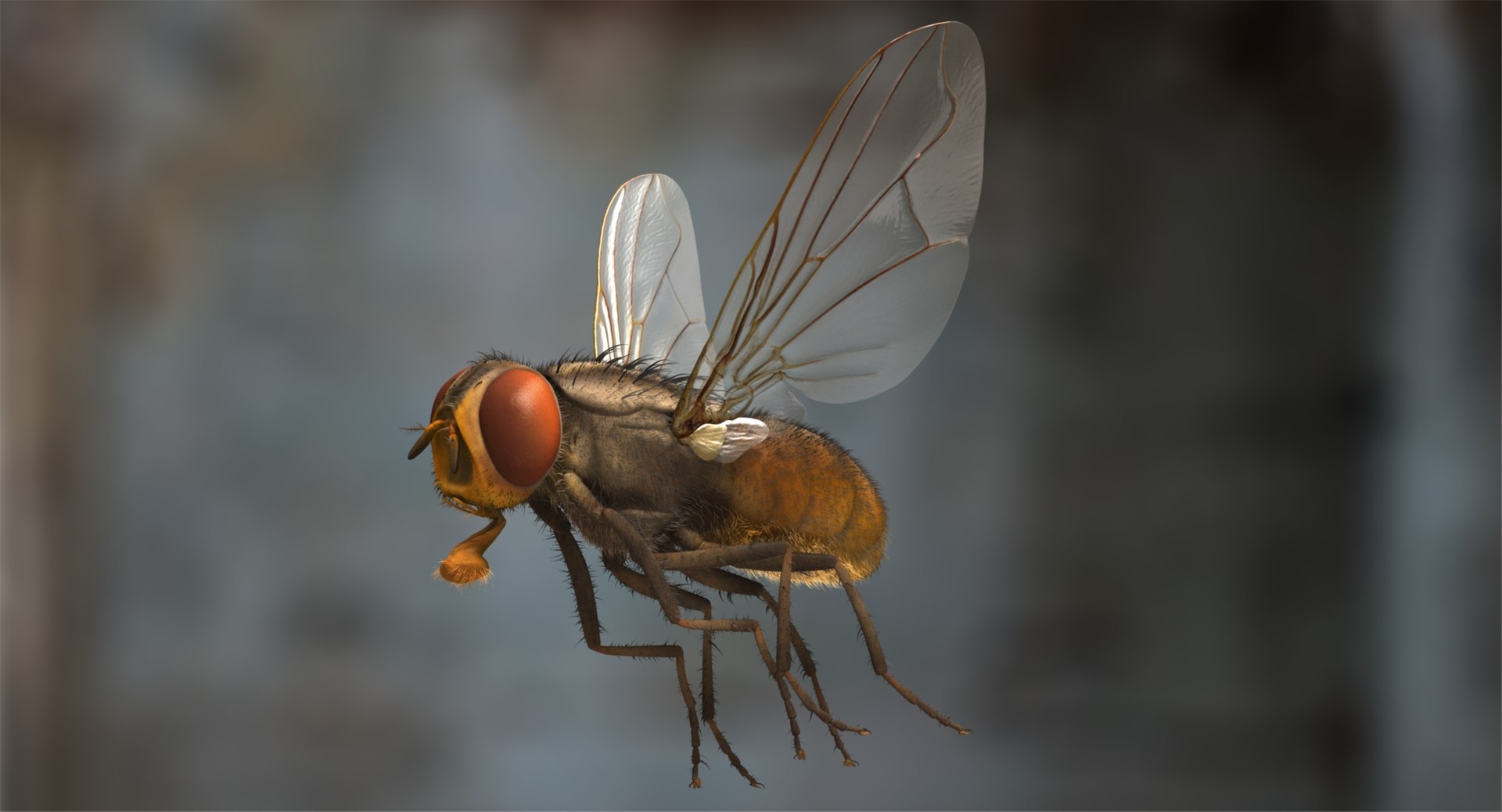 3d Musca Domestica House Fly