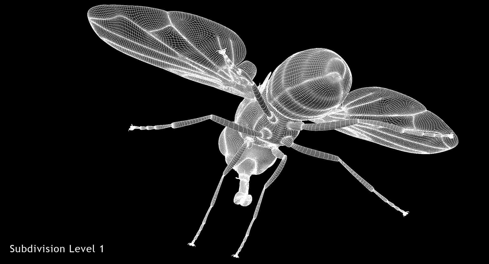 3d Musca Domestica House Fly