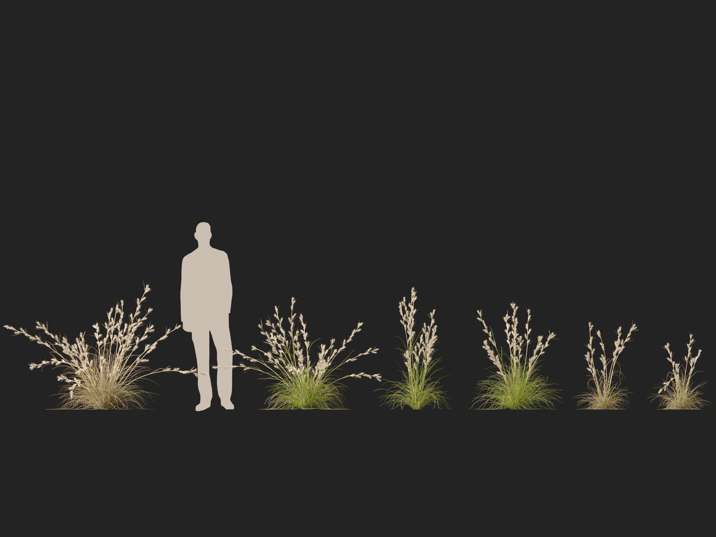 HighpolyLowpoly Cymbopogon Ambiguus - Australian Lemon-scented Grass 3D ...
