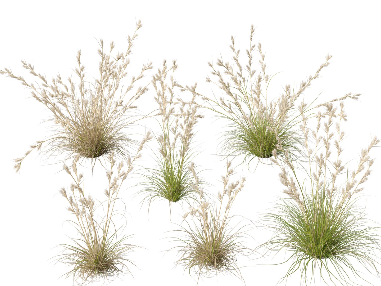 HighpolyLowpoly Cymbopogon Ambiguus - Australian Lemon-scented Grass 3D ...