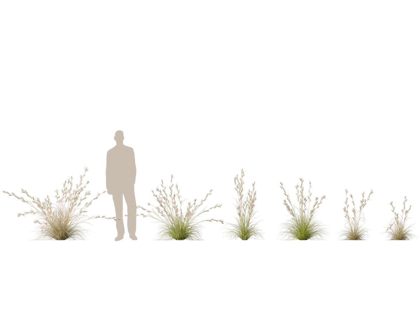HighpolyLowpoly Cymbopogon Ambiguus - Australian Lemon-scented Grass 3D ...
