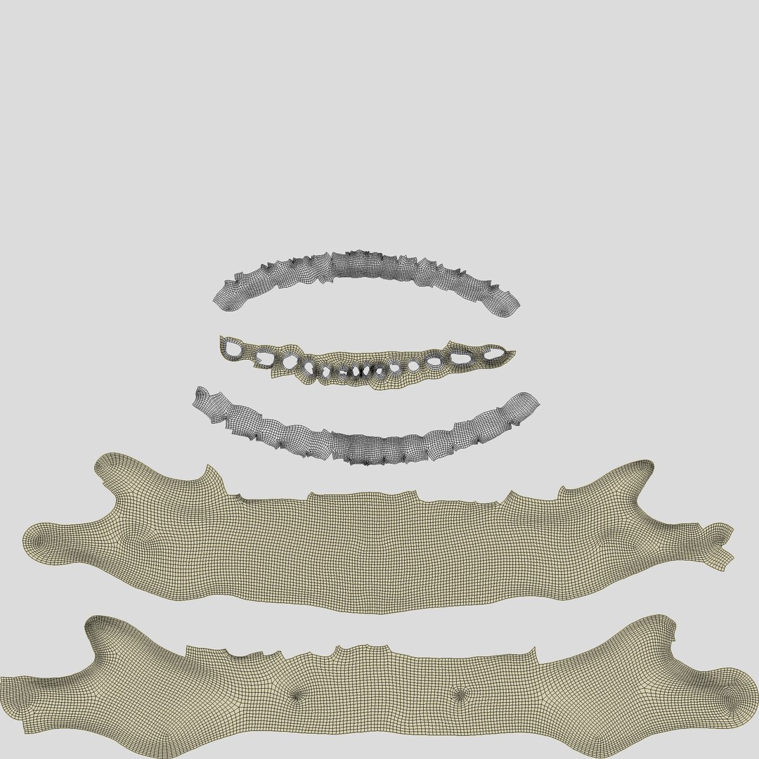 skull - didactic human 3d max