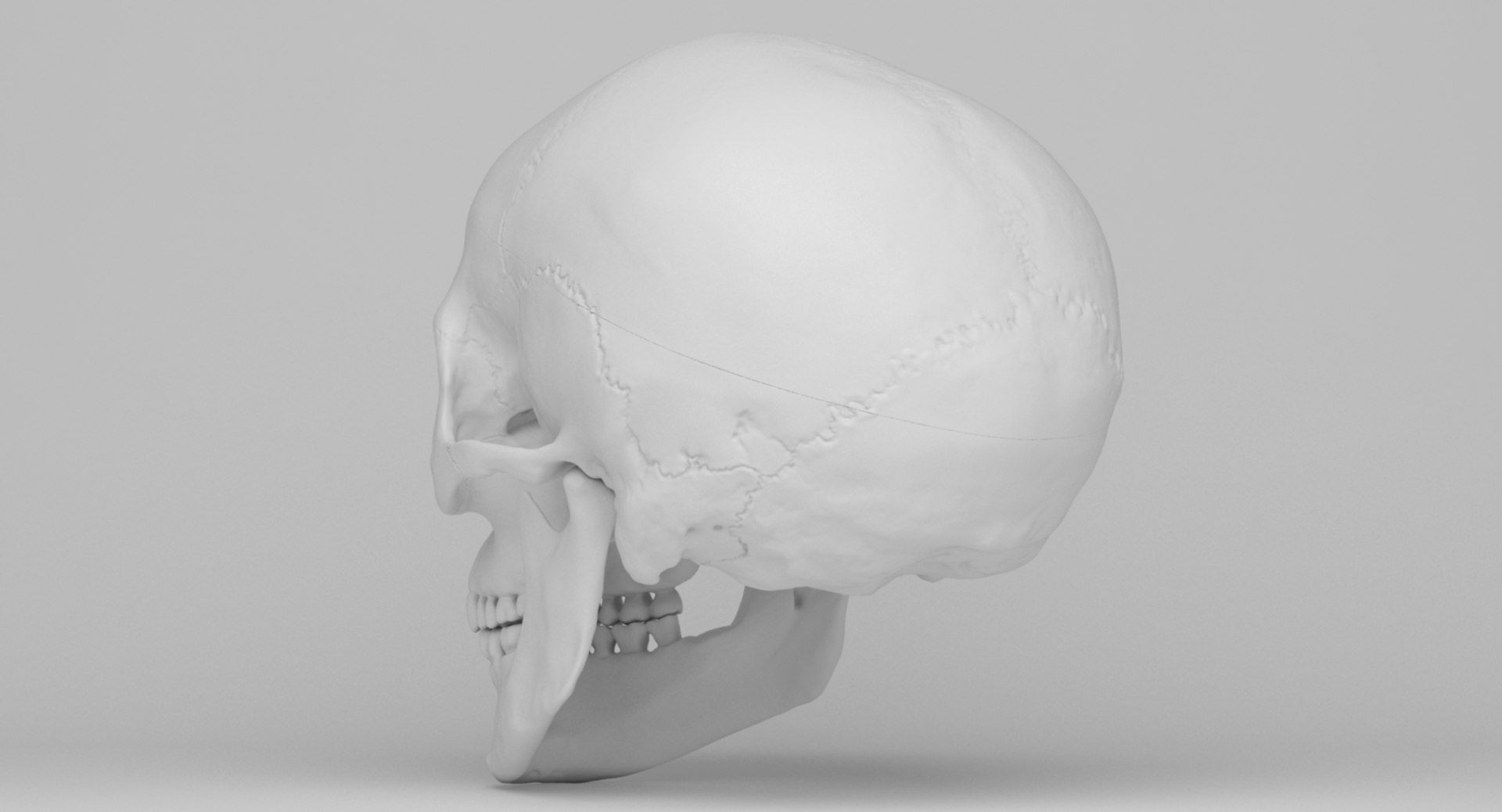 Skull - Didactic Human 3d Max