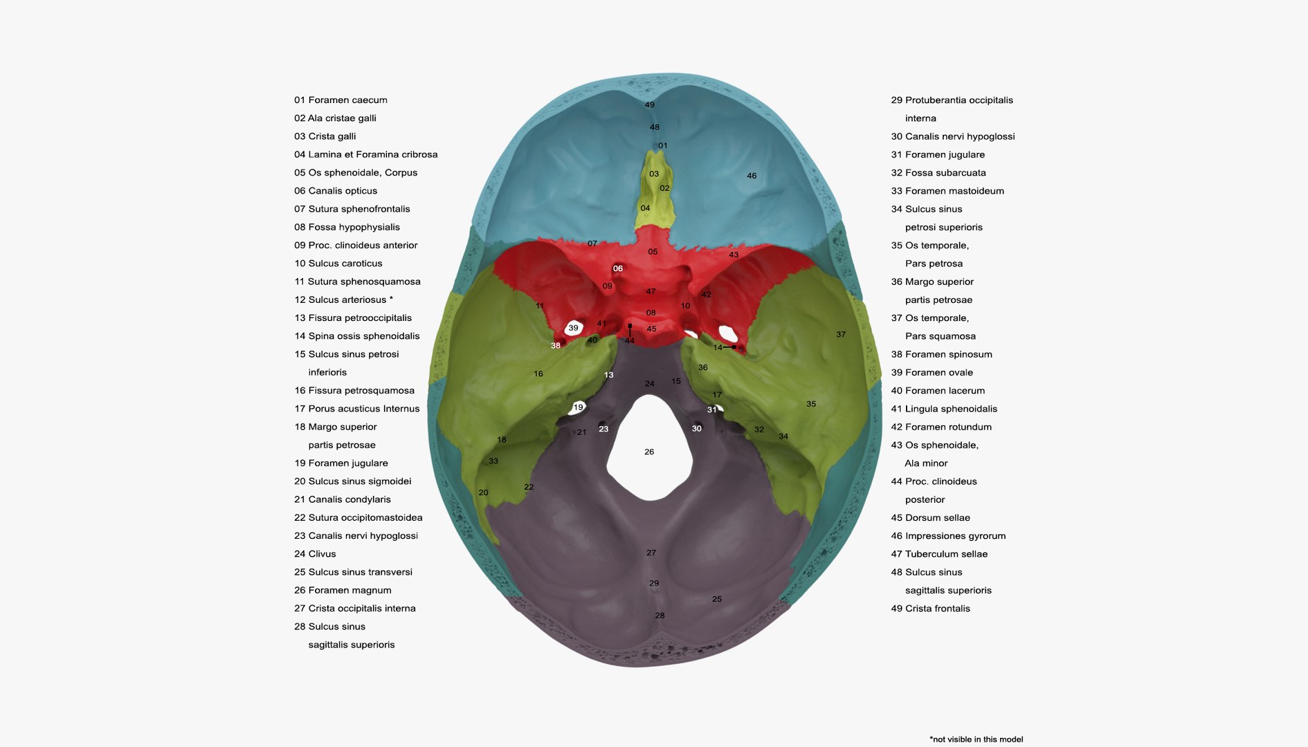 skull - didactic human 3d max