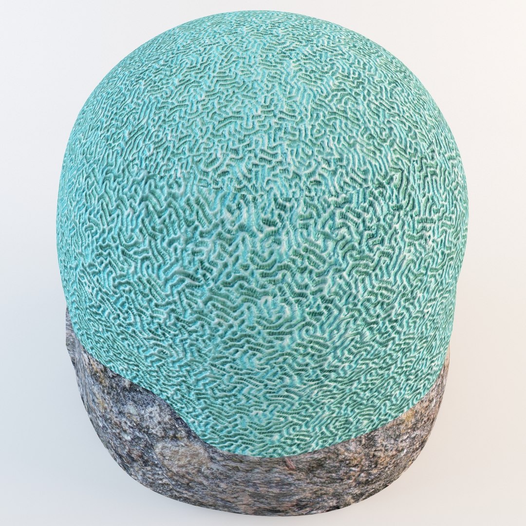 Brain Coral Max