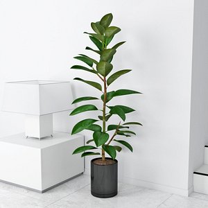 3D ficus benjamin model - TurboSquid 1455383