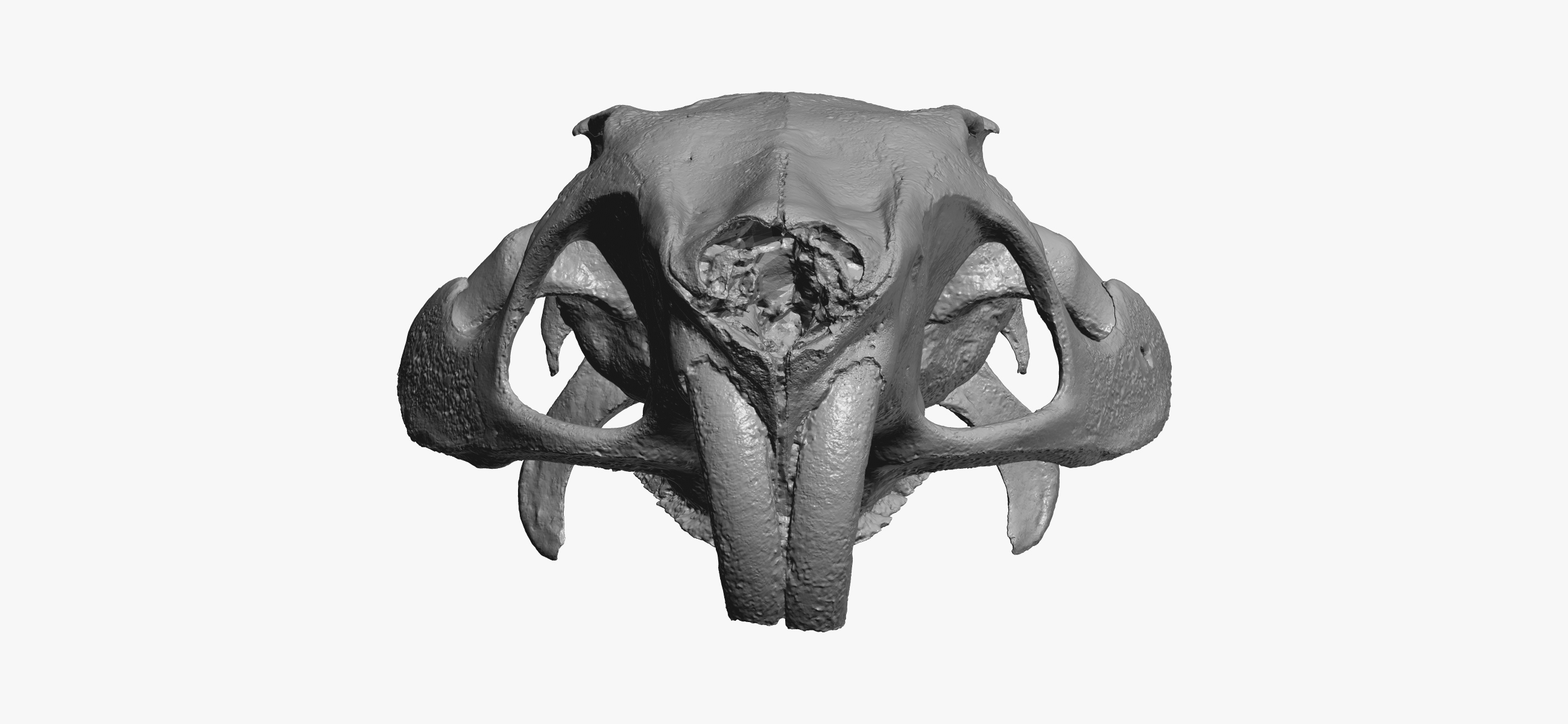 Coypu myocastor nutria skull 3D model - TurboSquid 1598229