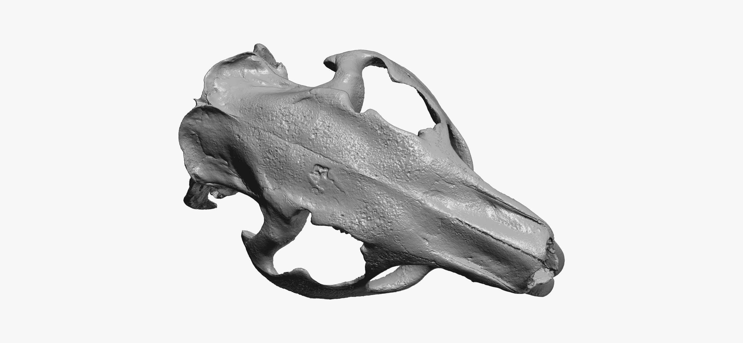 Coypu myocastor nutria skull 3D model - TurboSquid 1598229