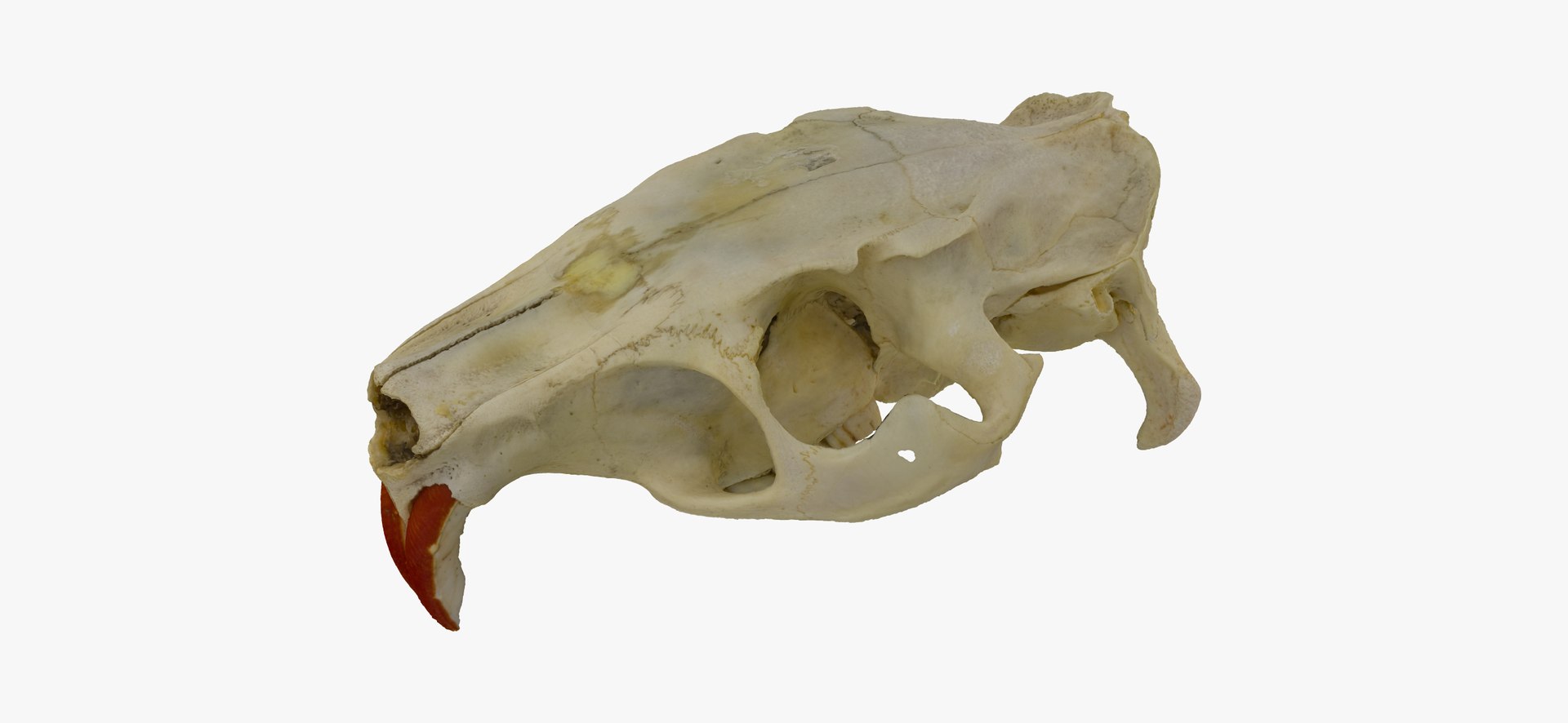 Coypu myocastor nutria skull 3D model - TurboSquid 1598229
