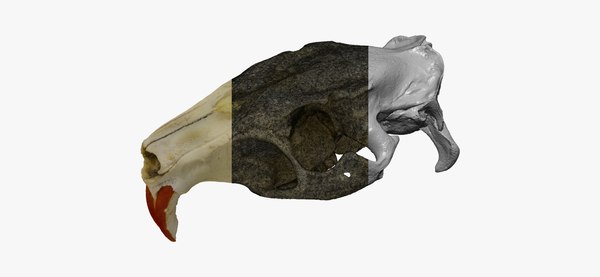 Coypu myocastor nutria skull 3D model - TurboSquid 1598229