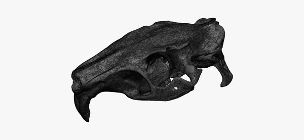 Coypu myocastor nutria skull 3D model - TurboSquid 1598229