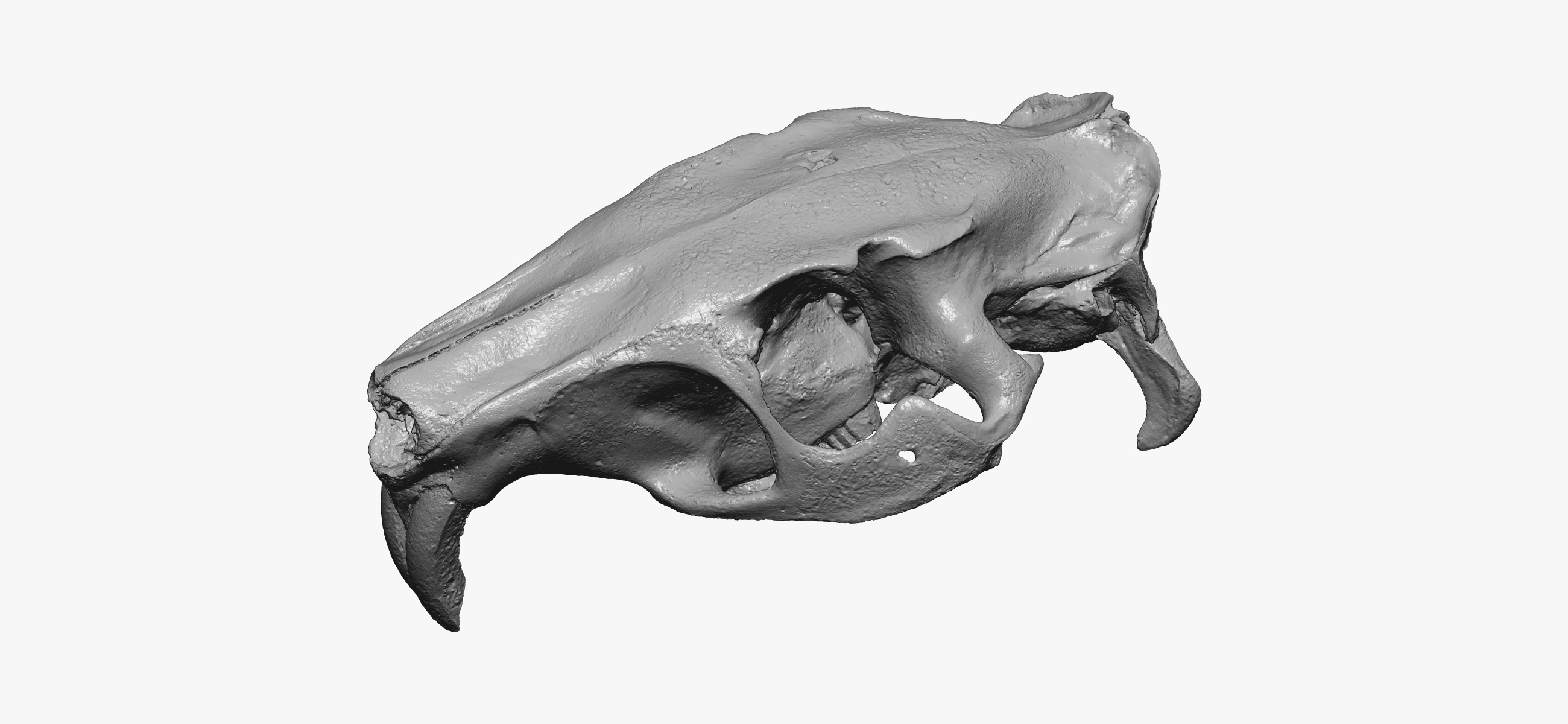 Coypu myocastor nutria skull 3D model - TurboSquid 1598229