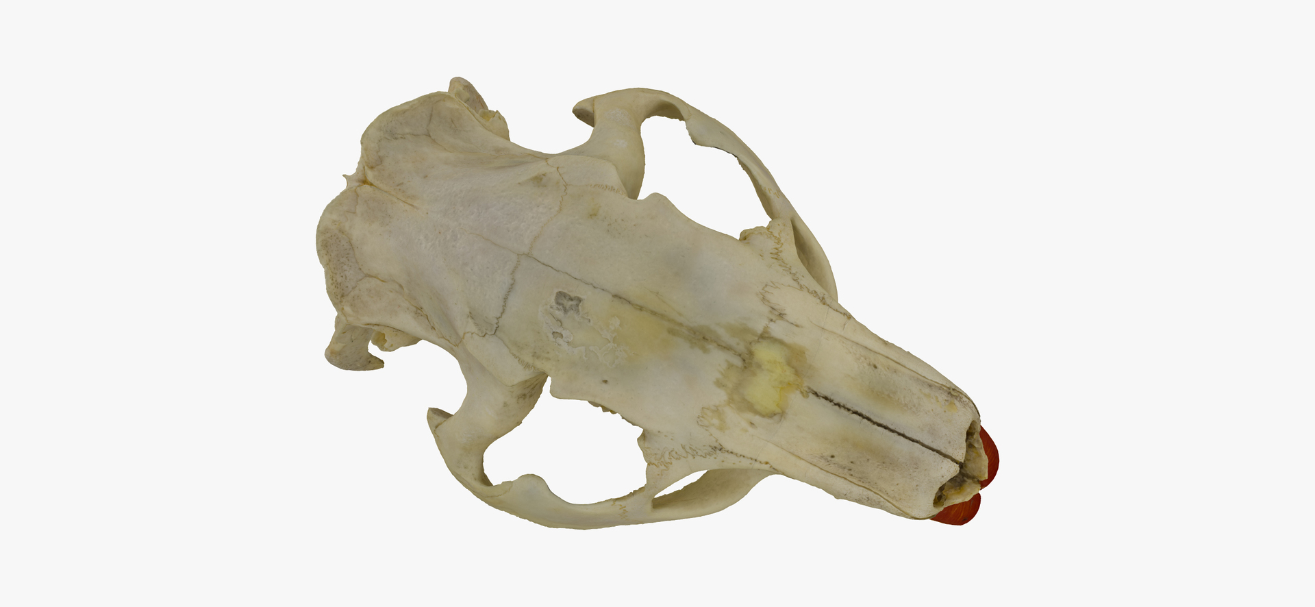 Coypu myocastor nutria skull 3D model - TurboSquid 1598229