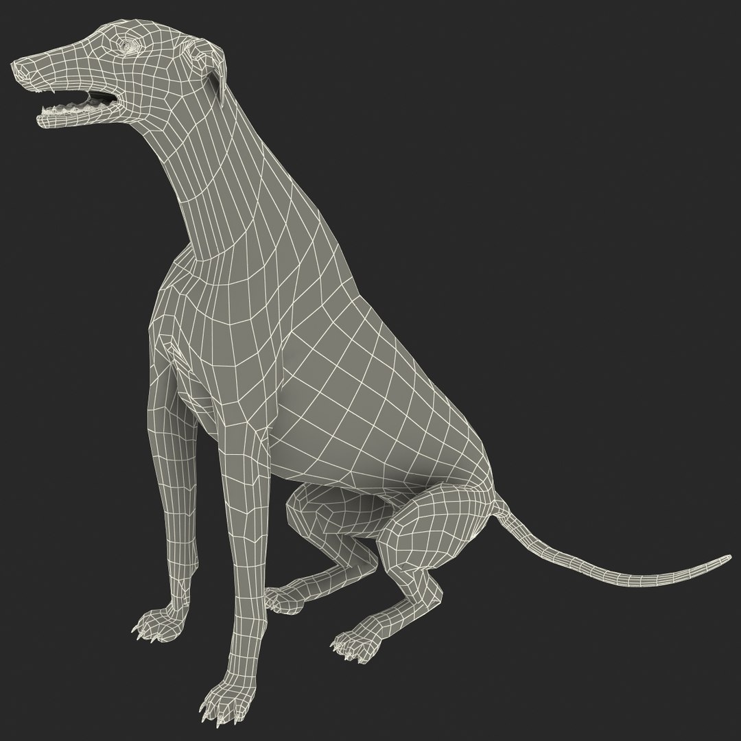 Australian Greyhound Pose 4 3ds