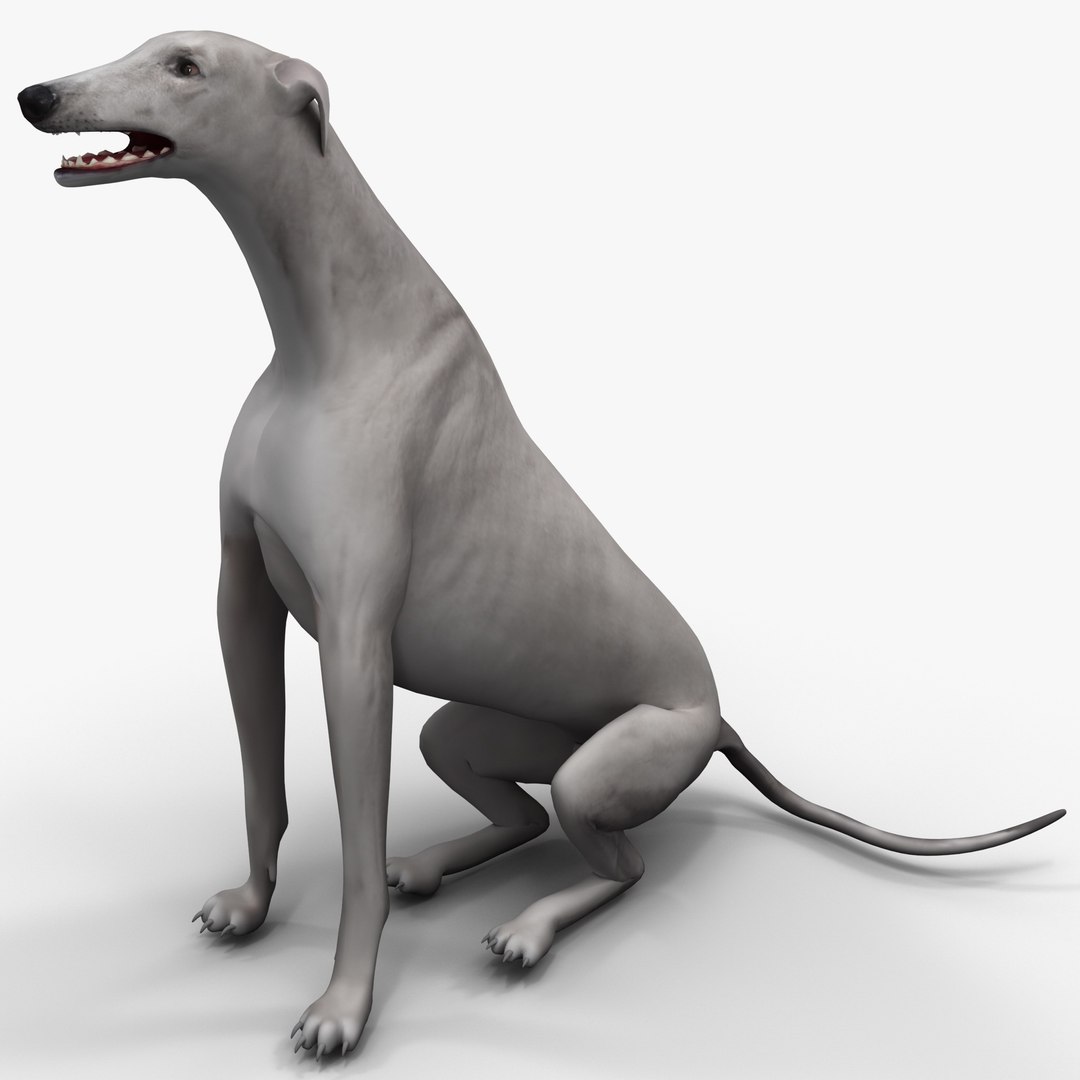 Australian Greyhound Pose 4 3ds