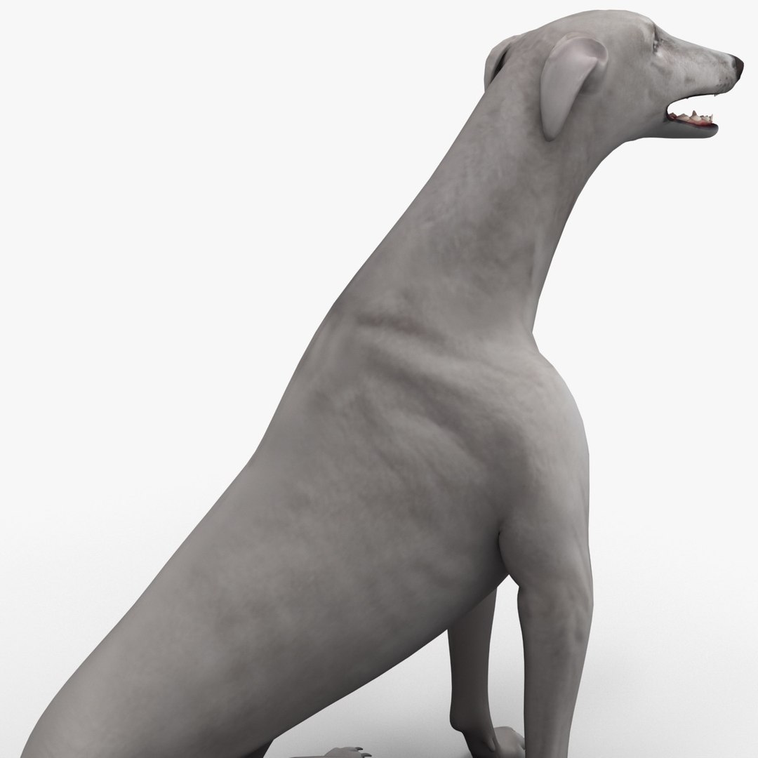 Australian Greyhound Pose 4 3ds