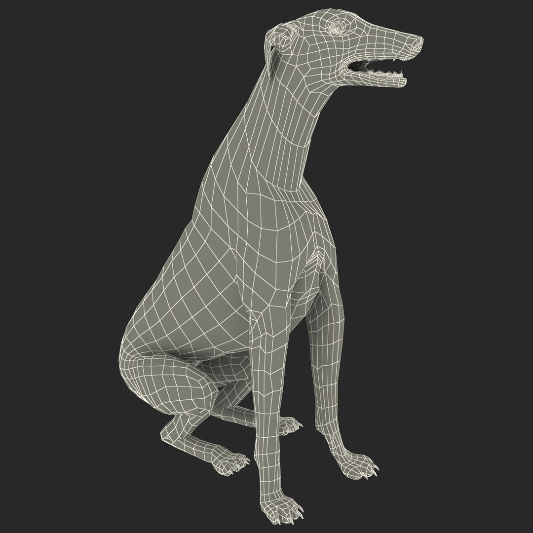 Australian Greyhound Pose 4 3ds