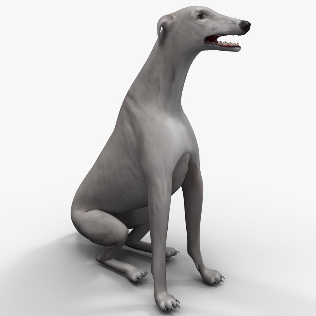 Australian Greyhound Pose 4 3ds