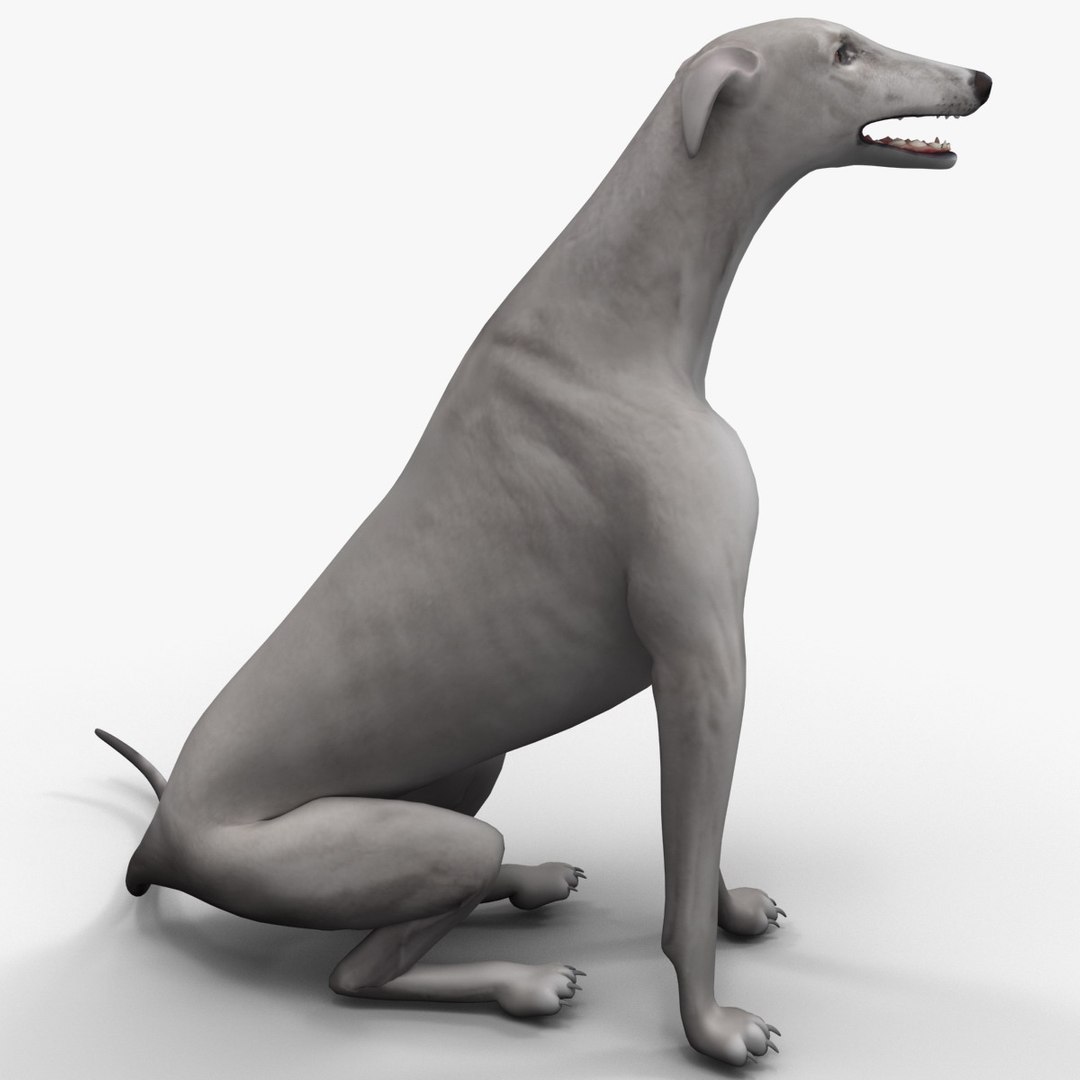 Australian Greyhound Pose 4 3ds