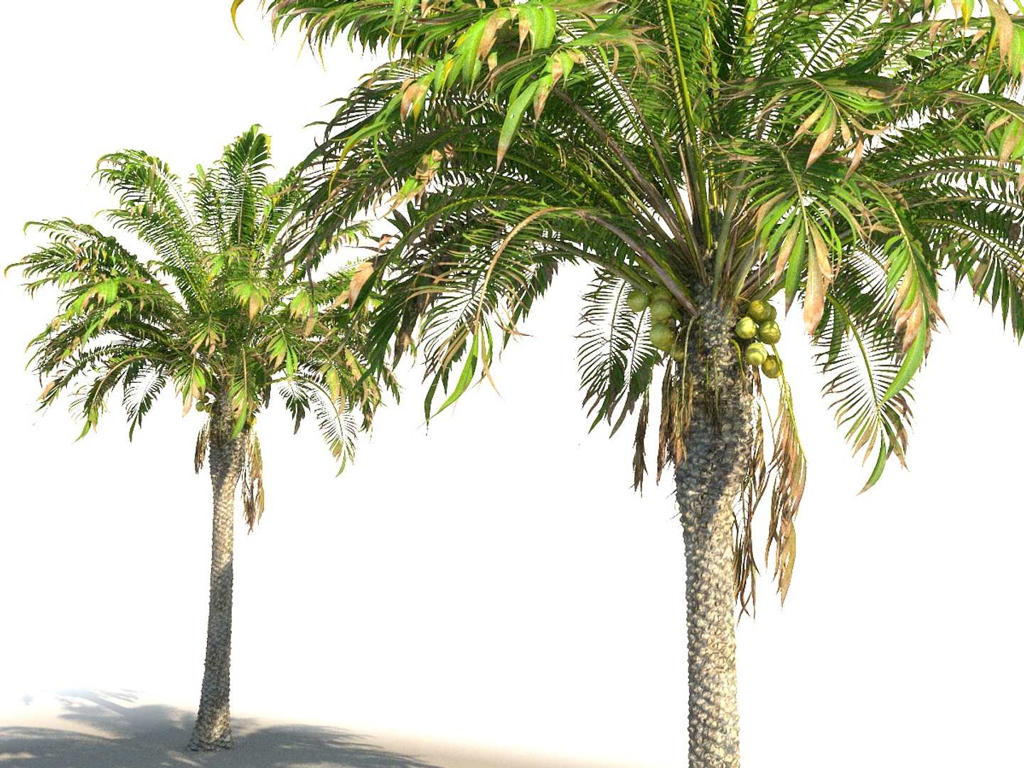 3D Model Coconut Palm Pack 12 - TurboSquid 1425310