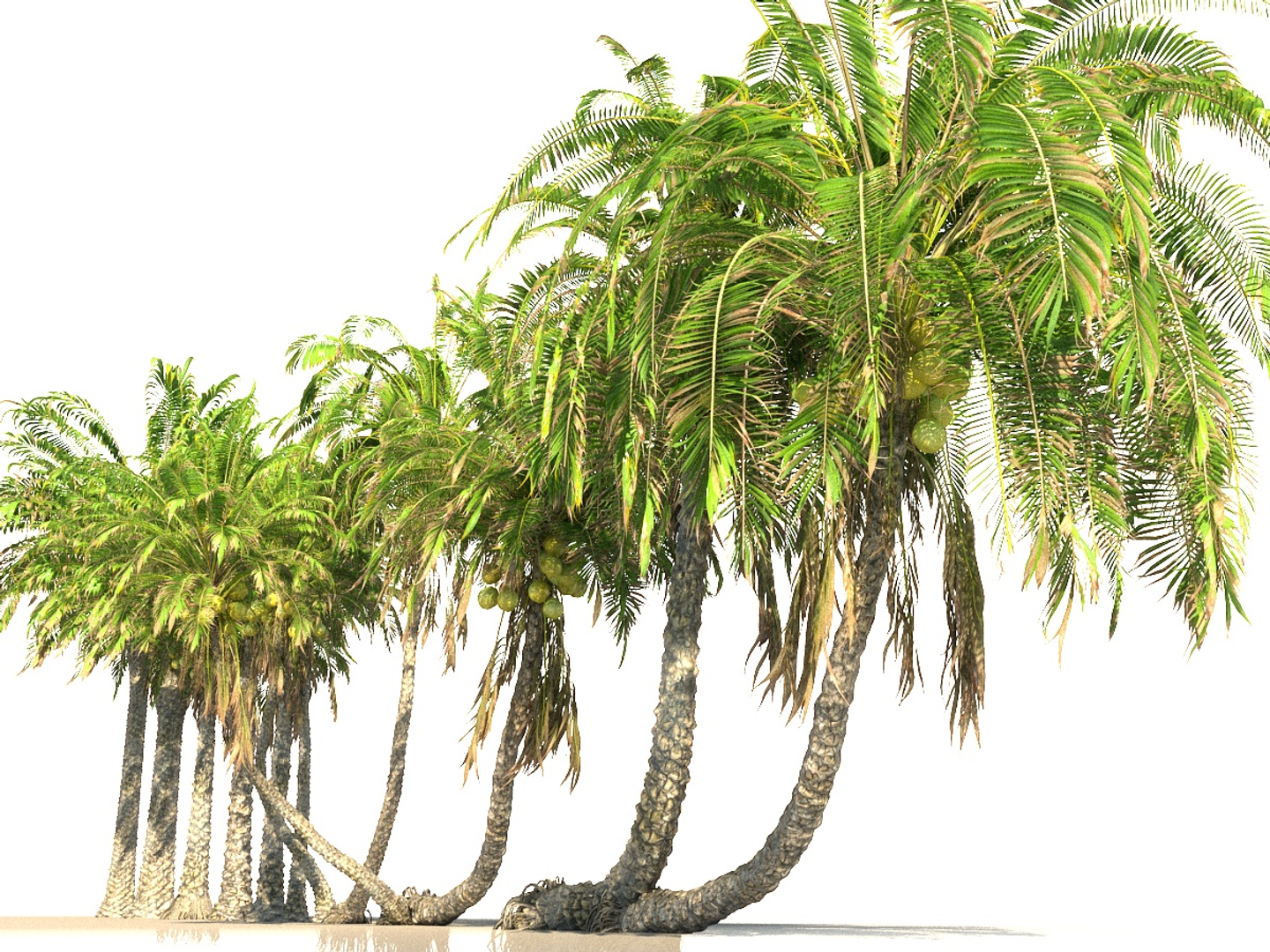 3D Model Coconut Palm Pack 12 - TurboSquid 1425310