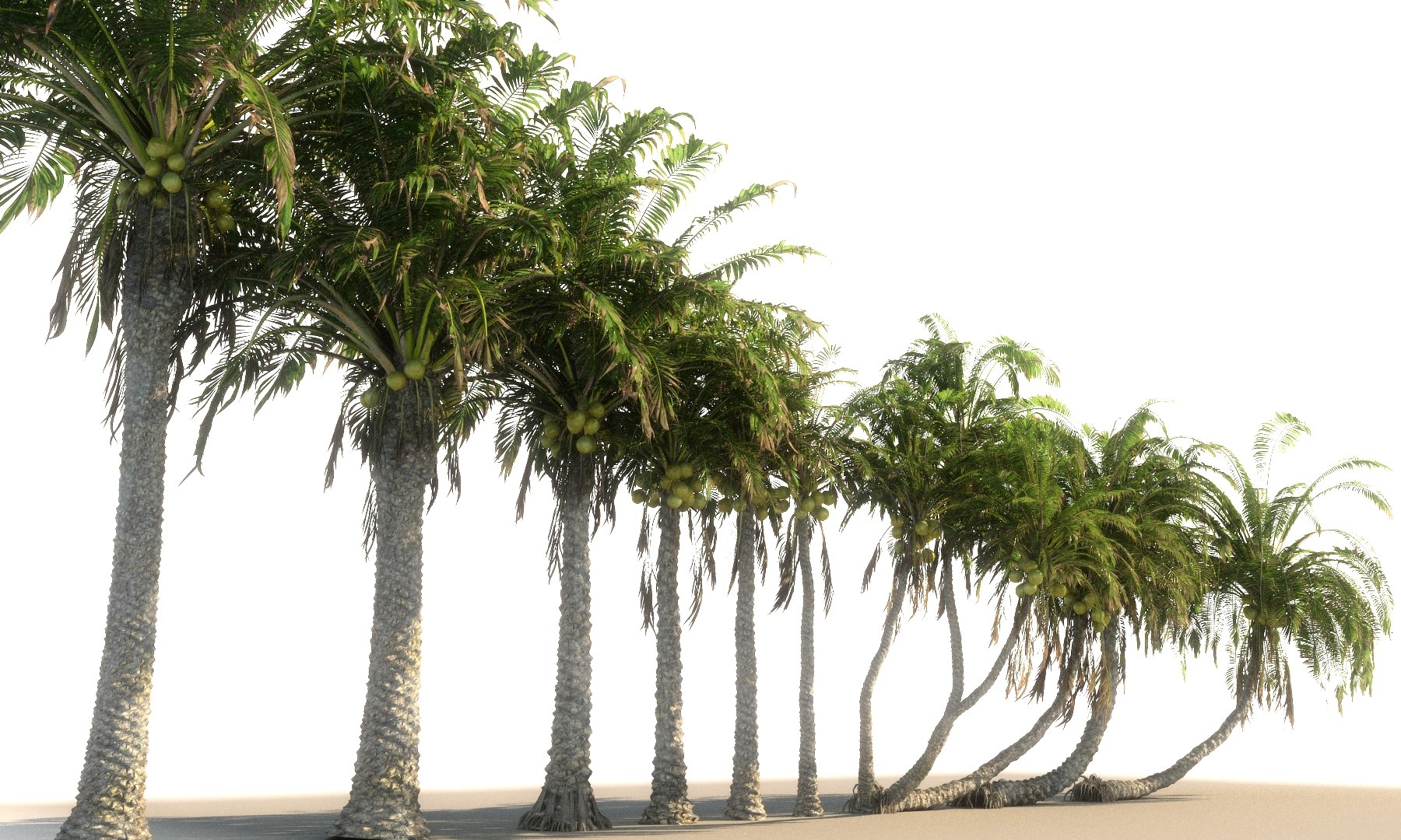 3D Model Coconut Palm Pack 12 - TurboSquid 1425310