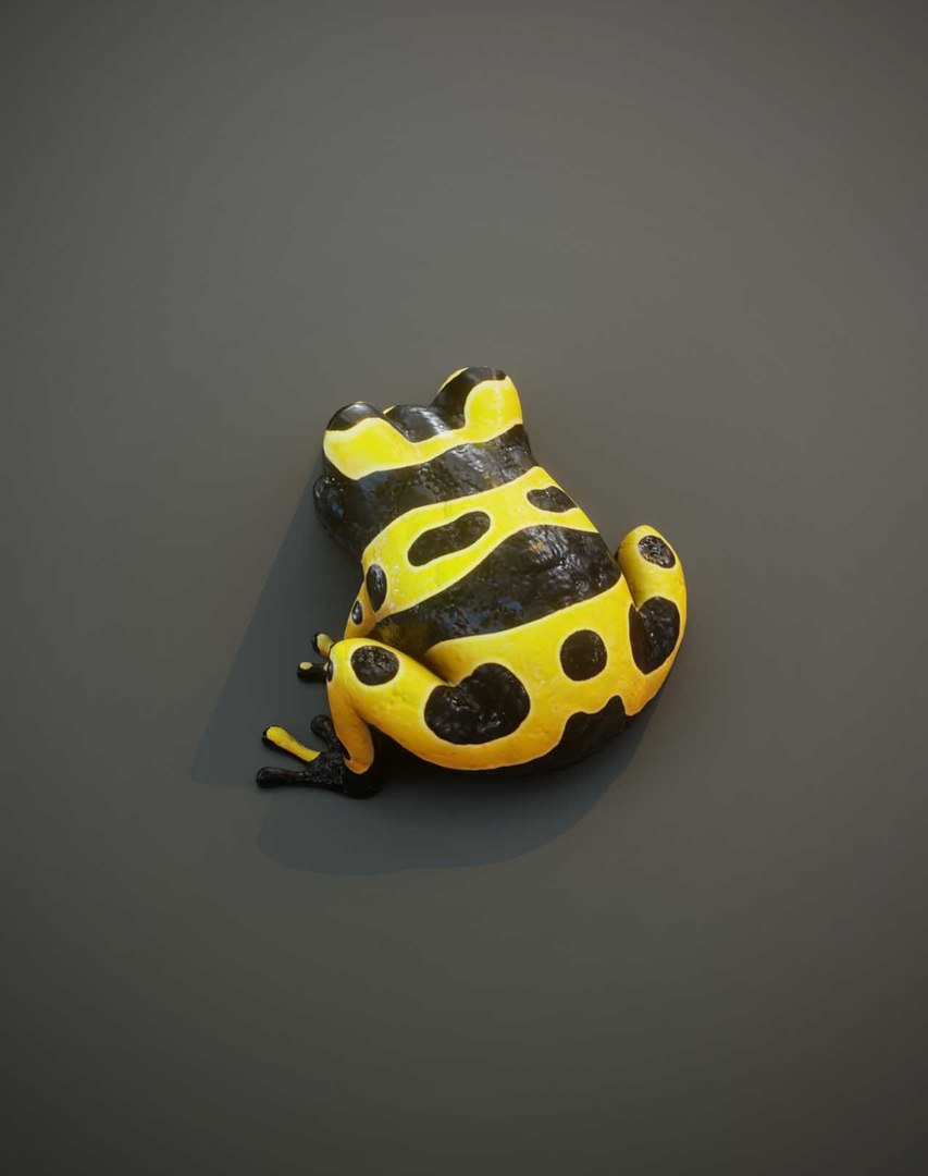 3D Cartoon Yellow-banded Frog Animated 3D Model - TurboSquid 1774323