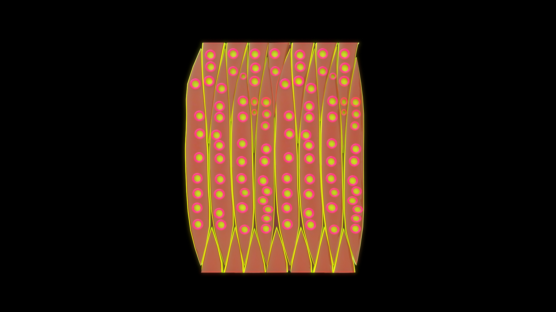 Tracheids Name The Different Types Of Tracheids. Brainly.in